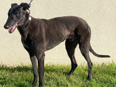 Dog for adoption - Batman, a Greyhound in Dallas, TX | Petfinder