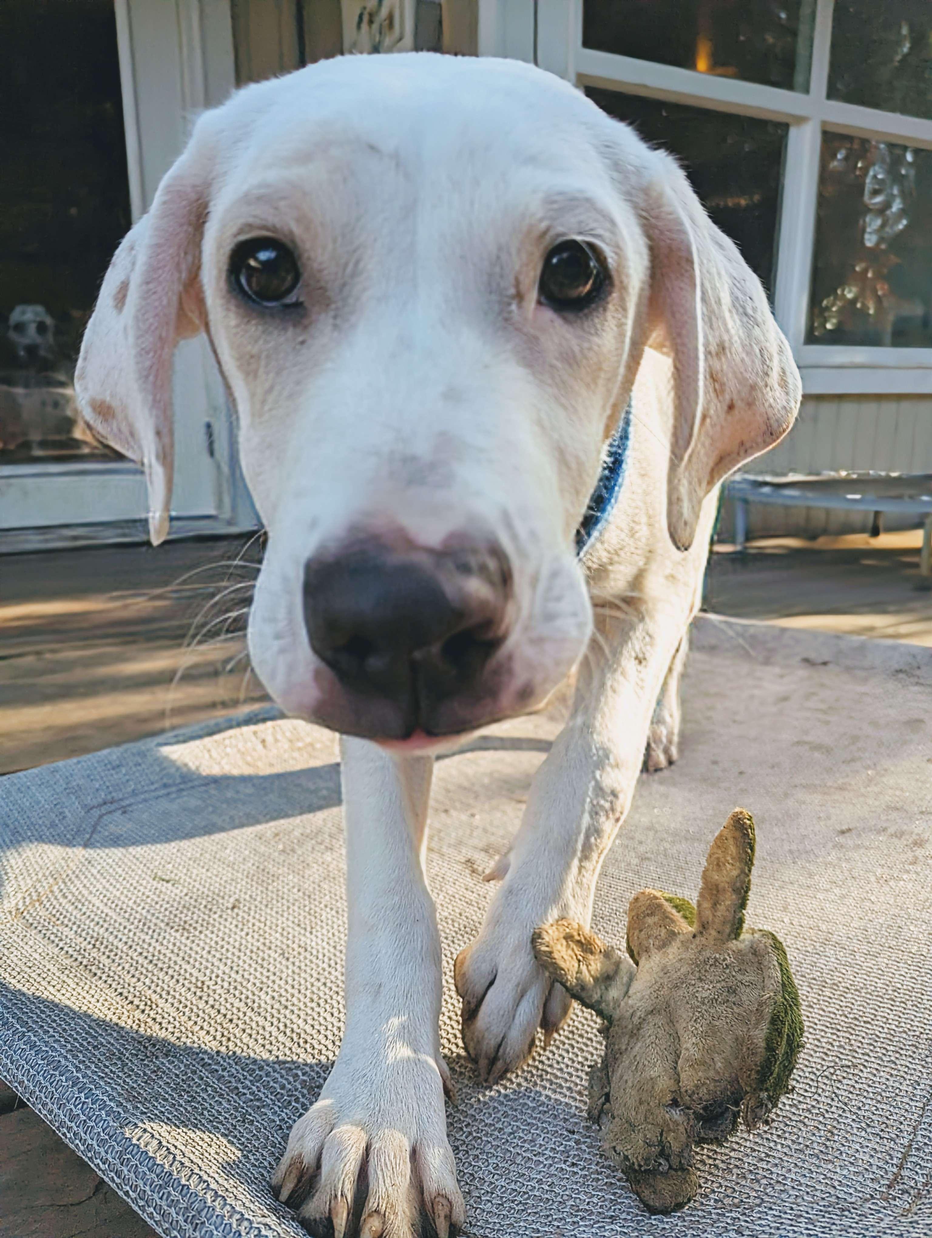 Dog for adoption - DERRIERE, a Great Pyrenees & Labrador Retriever Mix ...