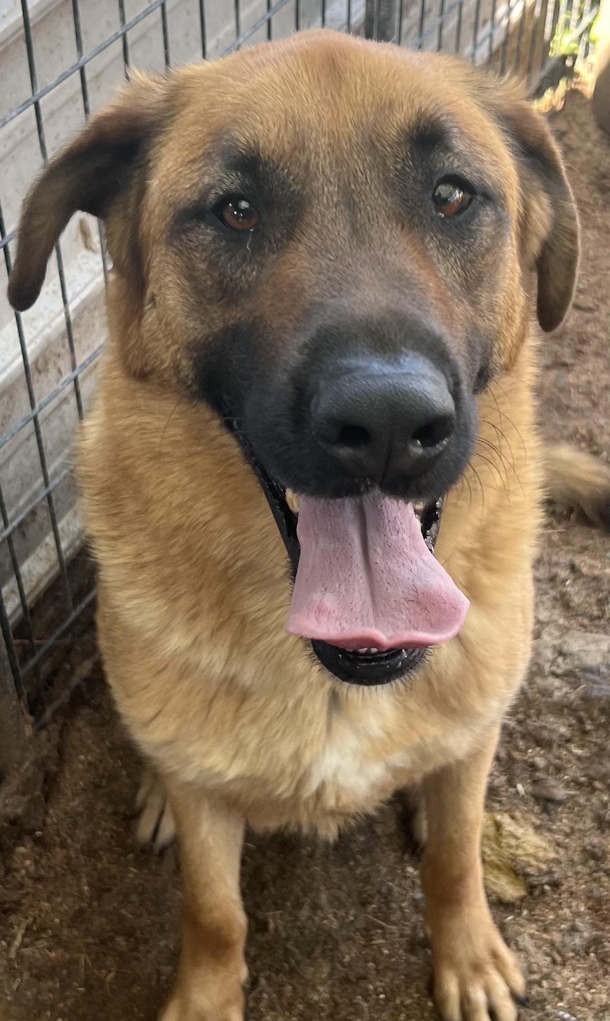 Dog for adoption - Dre, a German Shepherd Dog Mix in Chicago, IL ...