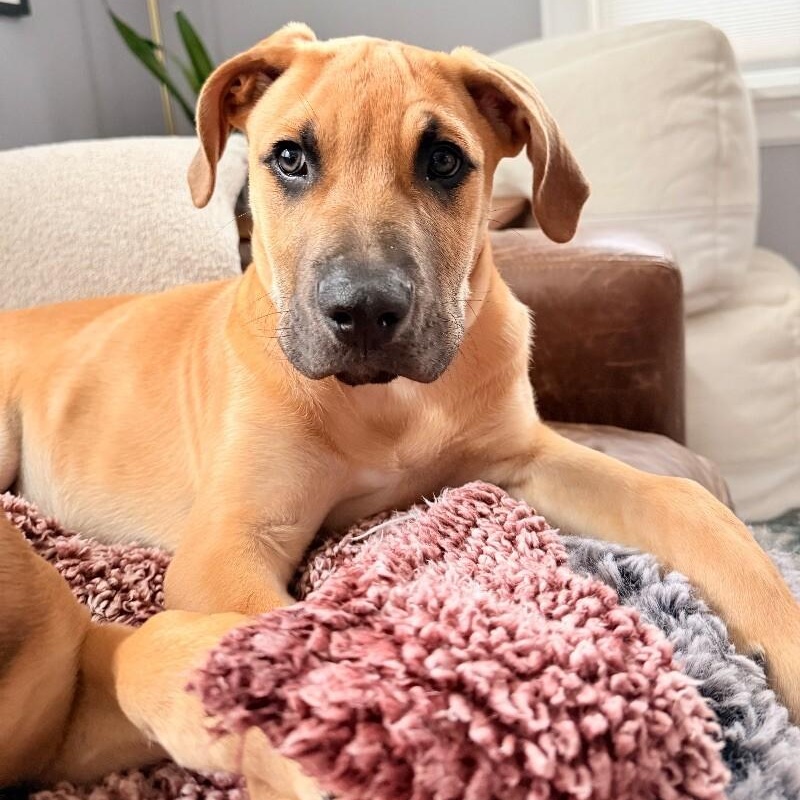 Dog for adoption - Presley Not Elvis But Has You All Shook Up, a ...