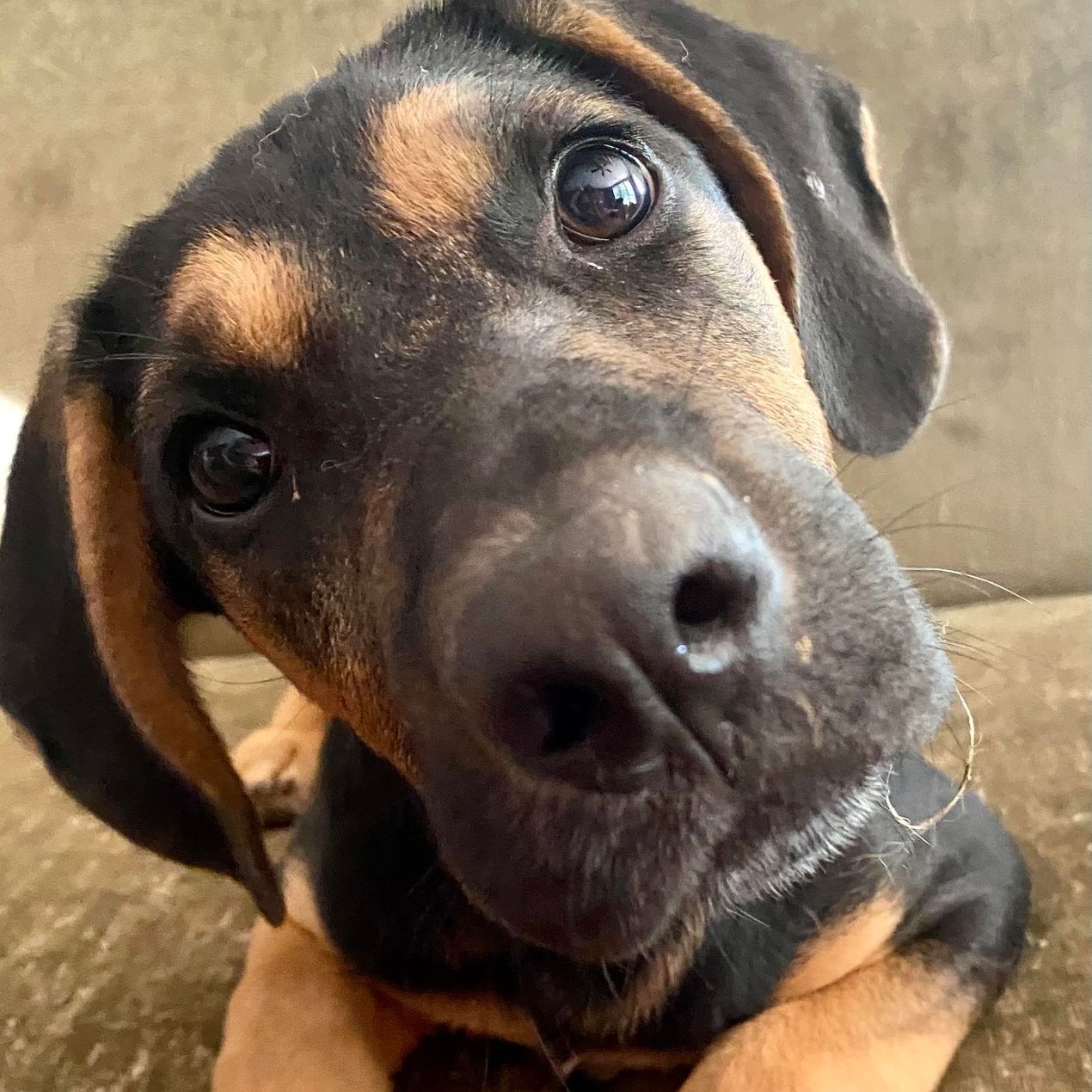 Mary's Dogs Rescue and Adoption - Our Dogs