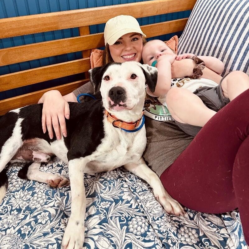 Dog for adoption - Eustace MooMoo the Ultimate Family Dog, a Pointer & Labrador Retriever Mix in ...