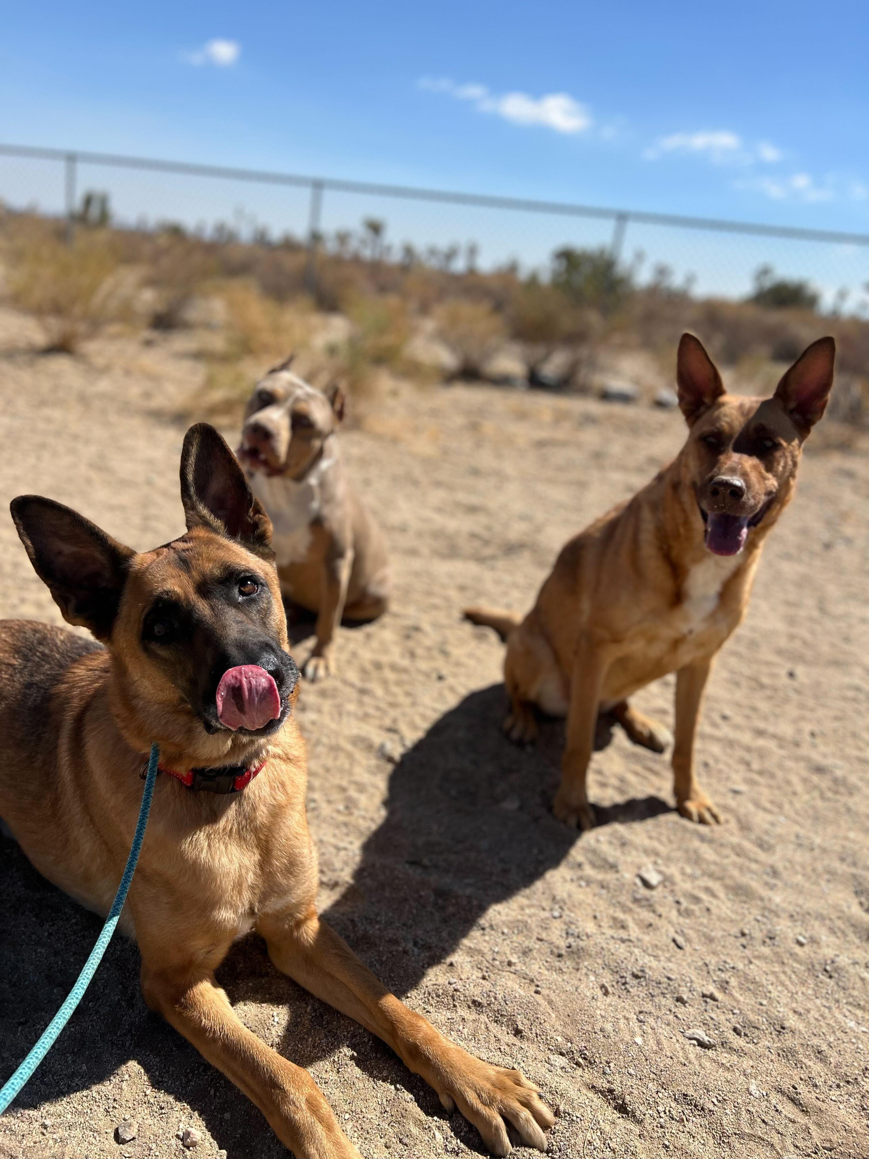 Dog for adoption - Bodhi, a German Shepherd Dog Mix in Los Angeles, CA ...