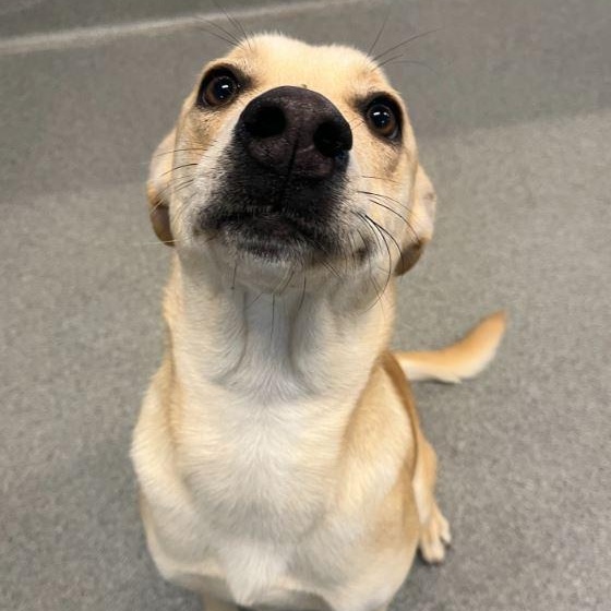 Dog for adoption - Ginger, a Labrador Retriever in Randleman, NC ...