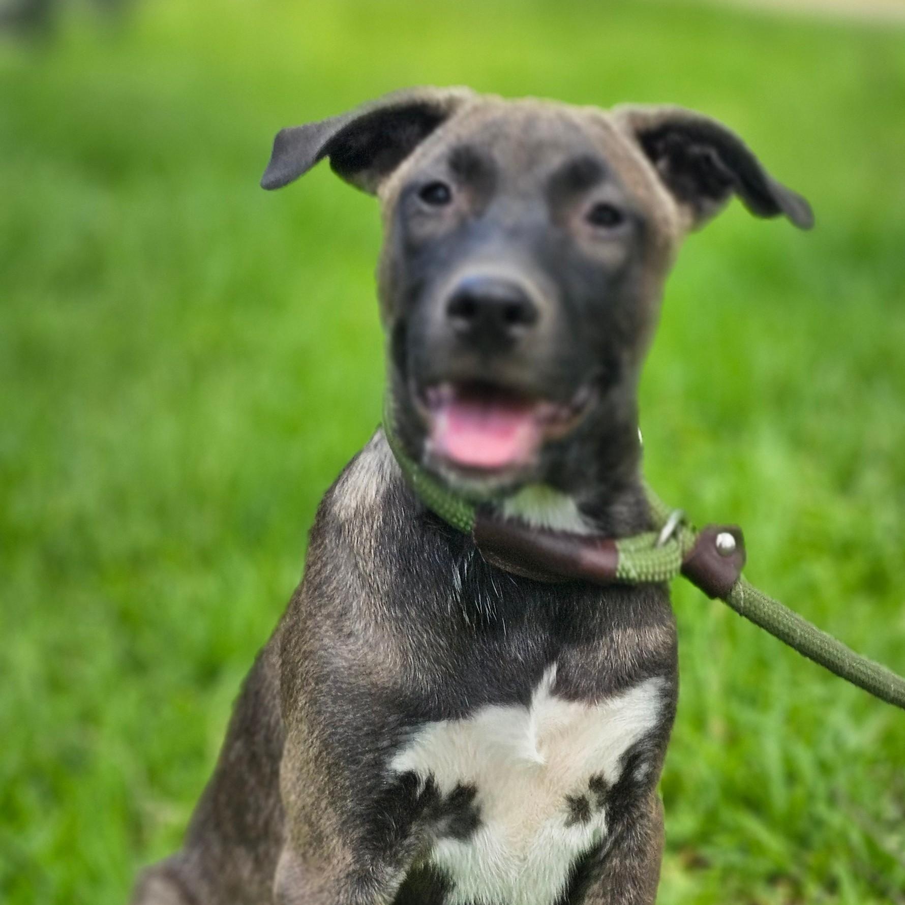 Dog for adoption - Beau, a Mixed Breed in Nashville, TN | Petfinder