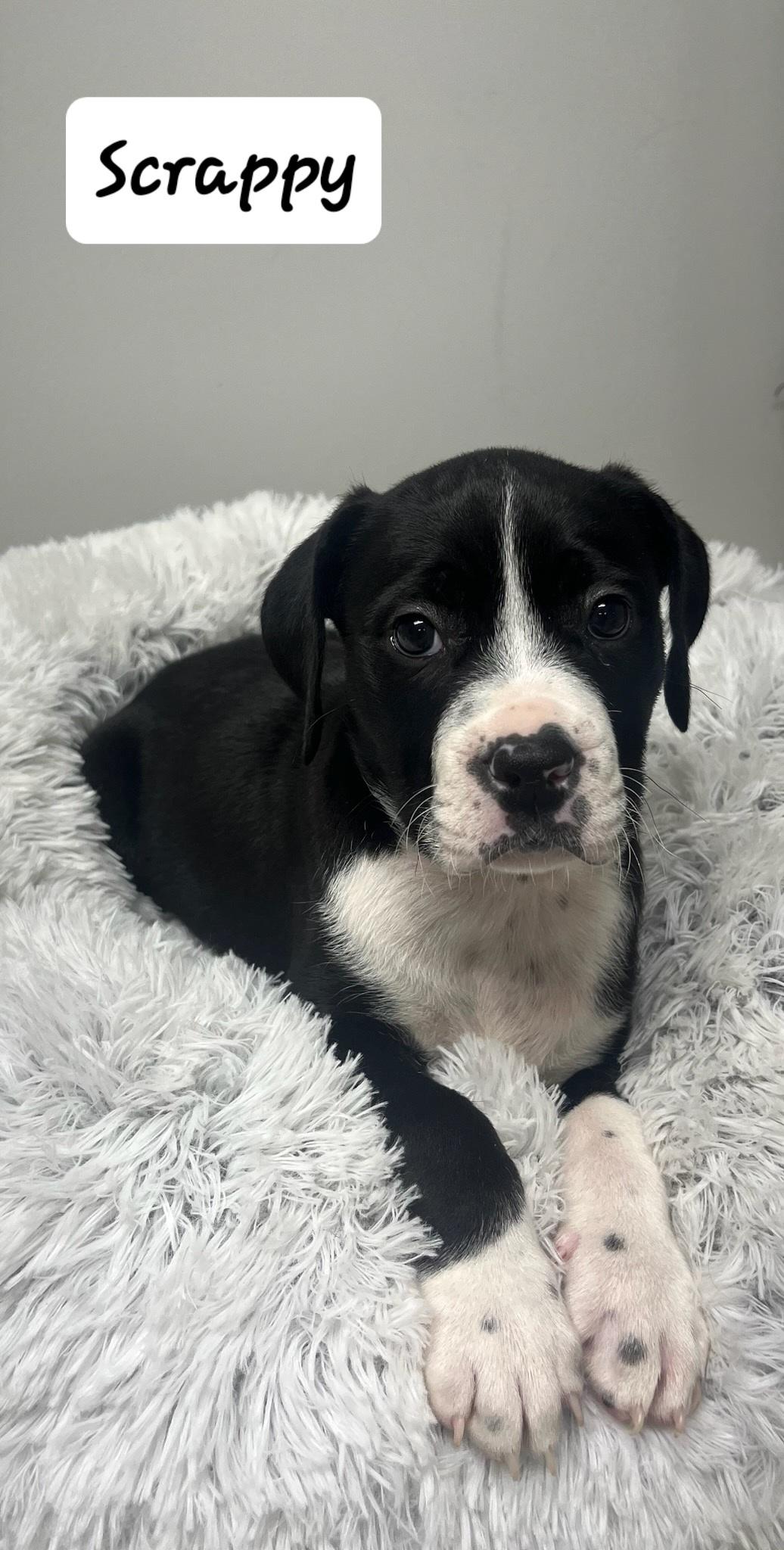 Dog for adoption - Scrappy, a Boxer Mix in Urbana, OH | Petfinder