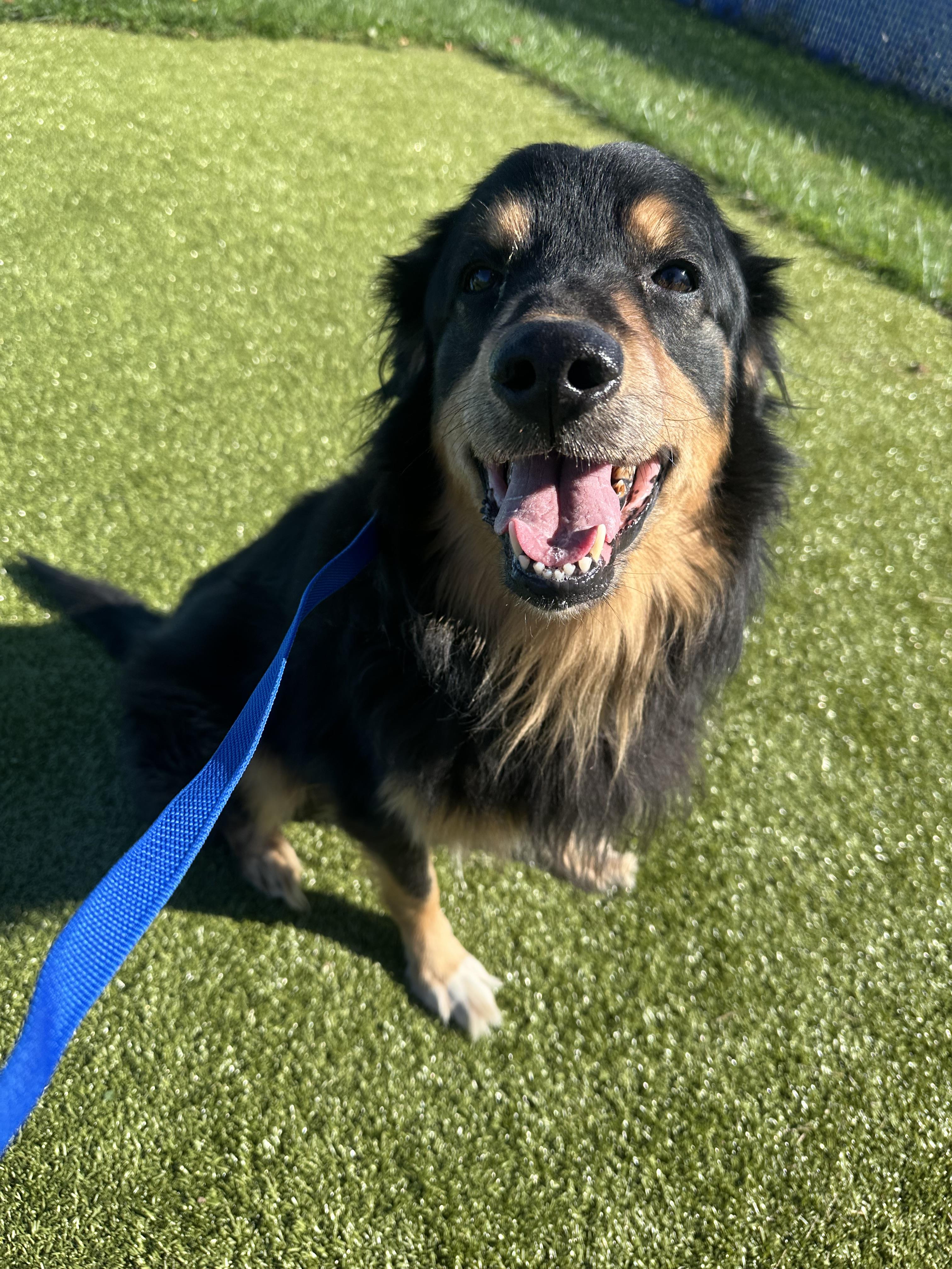 Dog for adoption - Saggy Britches, an English Shepherd Mix in Wooster ...