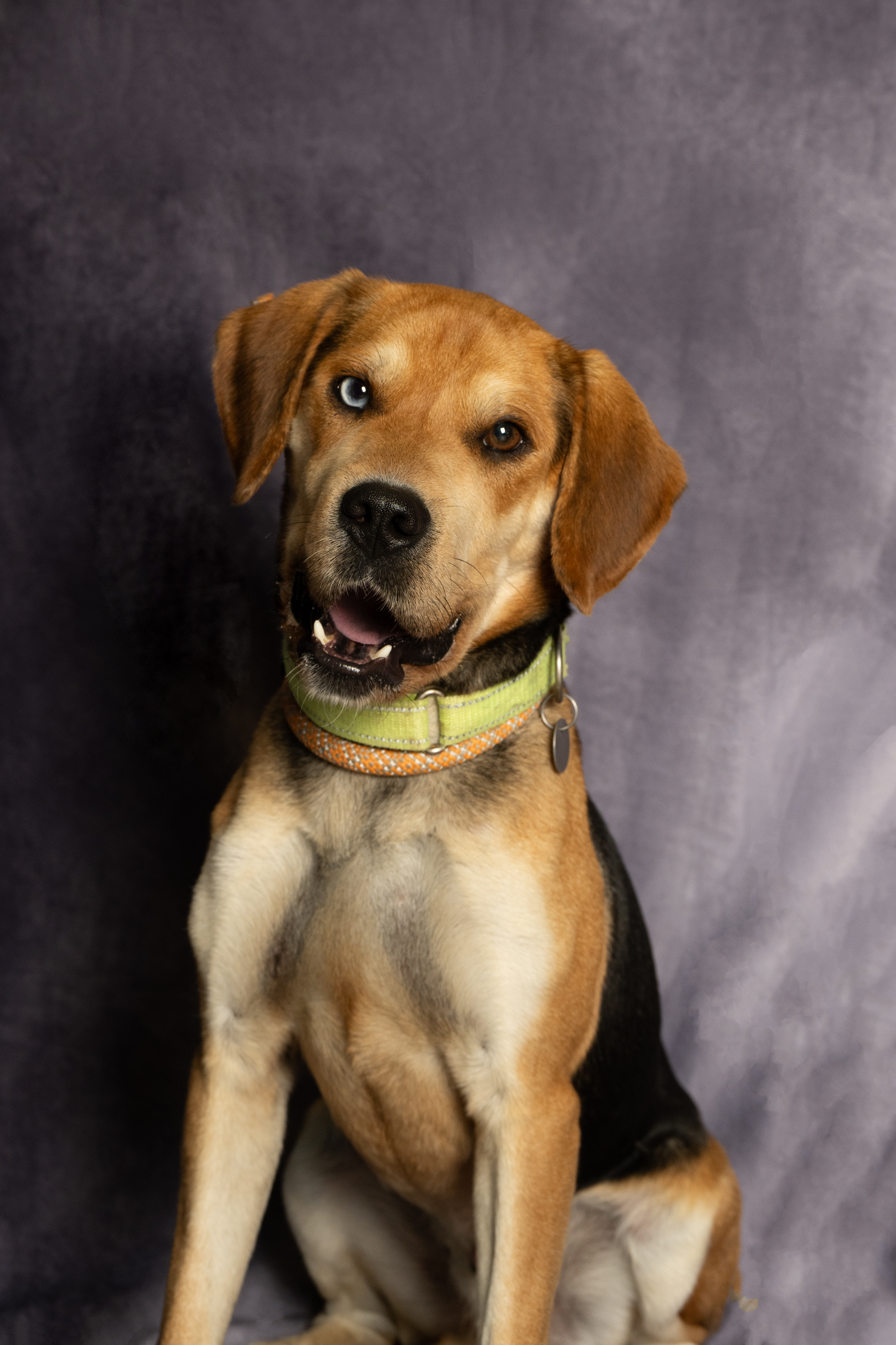 Dog for adoption - RIVER (CELL DOG), a Beagle & Hound Mix in Cambridge ...