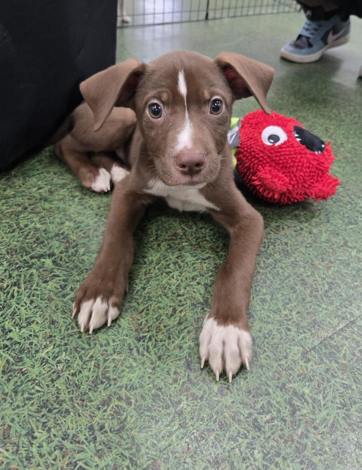 Dog for adoption - Rebel, a Labrador Retriever & Terrier Mix in Orlando ...