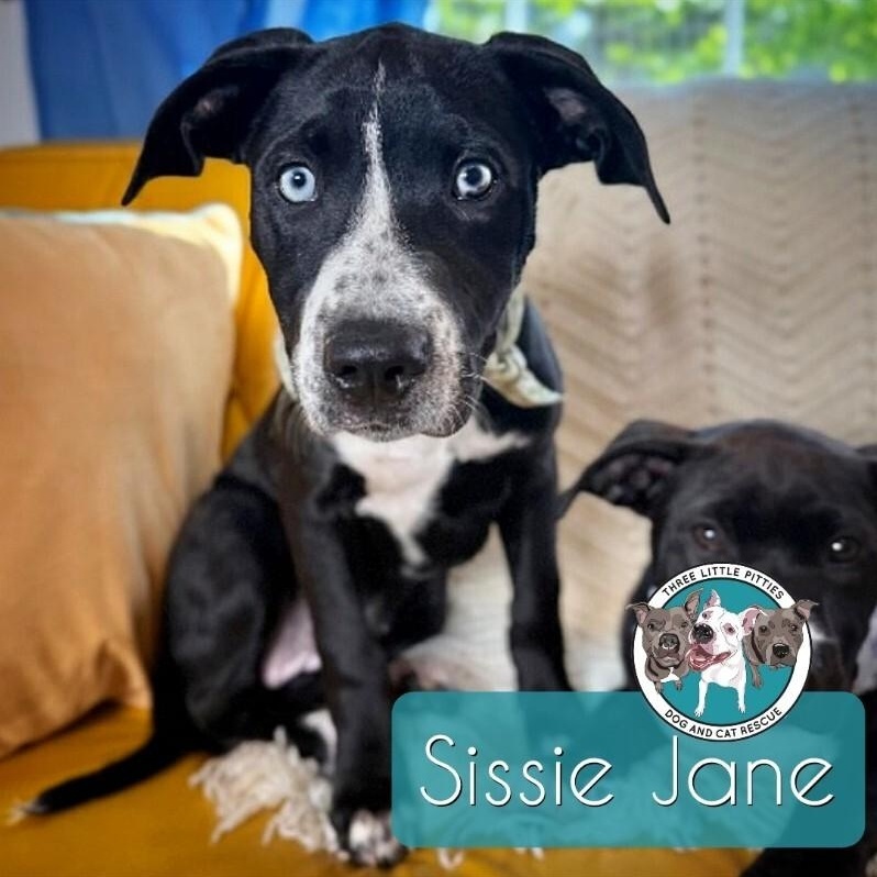 Dog for adoption - Sissie Jane Garza, a Pit Bull Terrier & Labrador ...