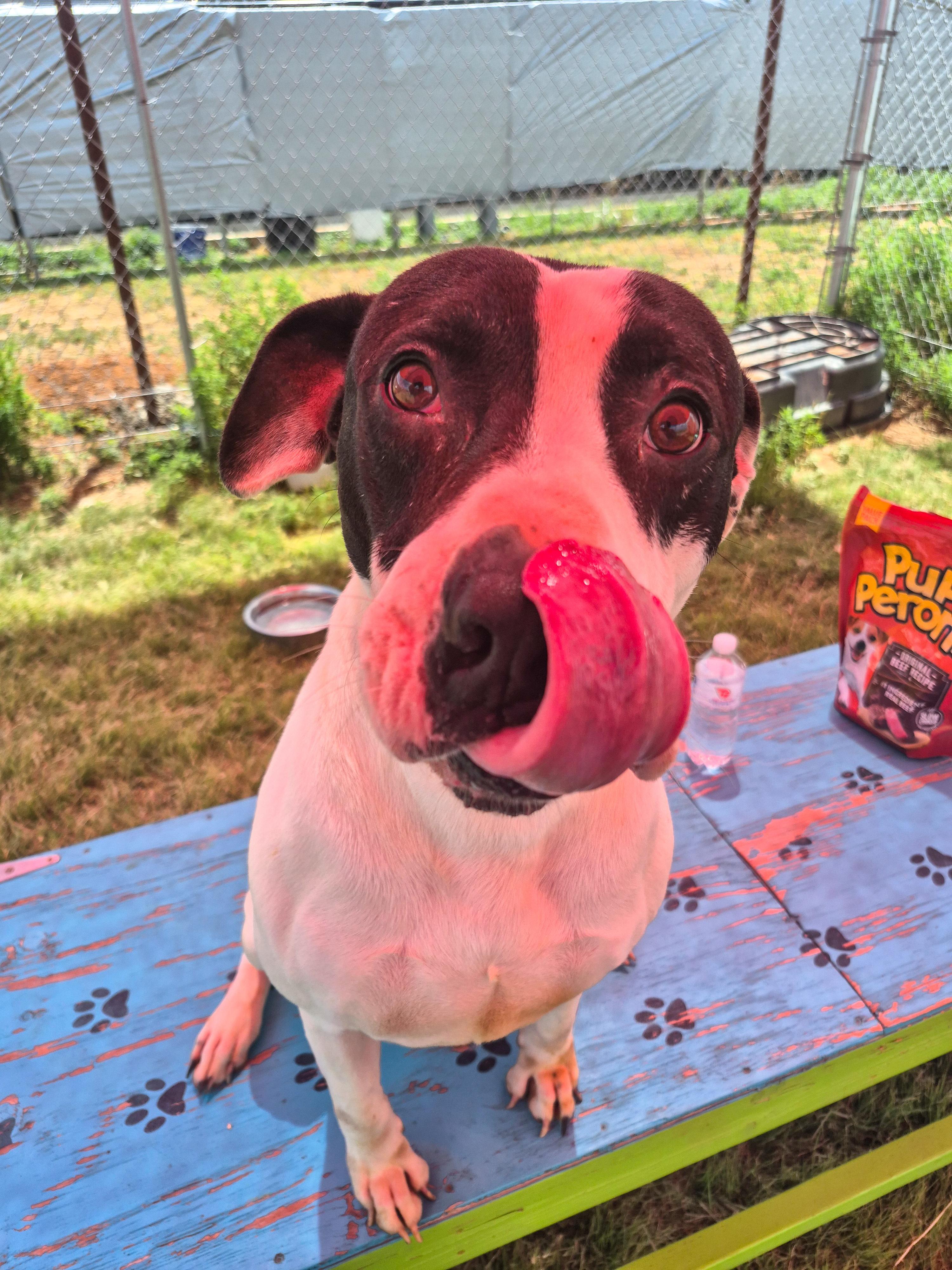 Dog for adoption - Walter, a Mixed Breed in Aurora, CO | Petfinder