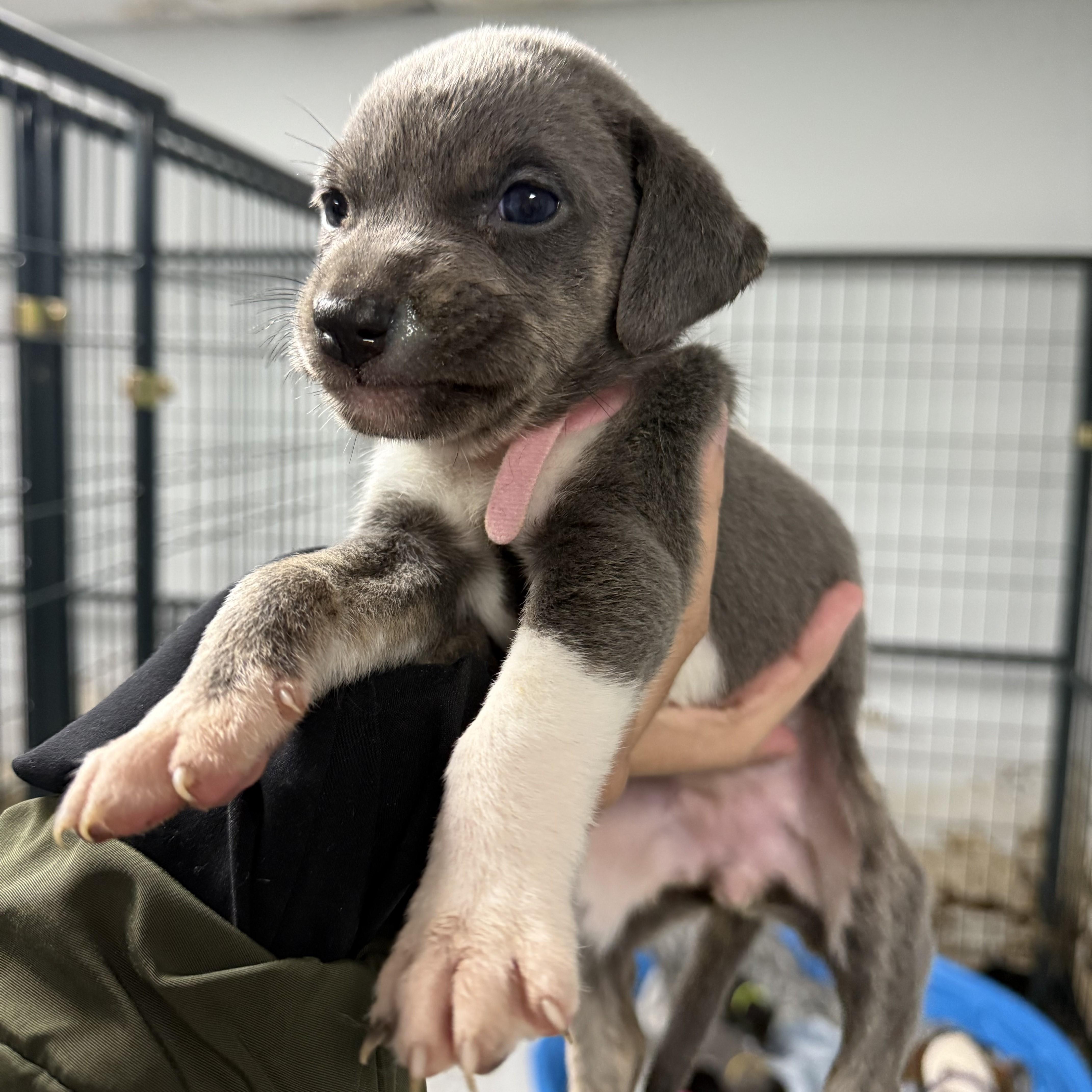 Dog for adoption - Penelope, an American Foxhound Mix in Northwood, NH ...