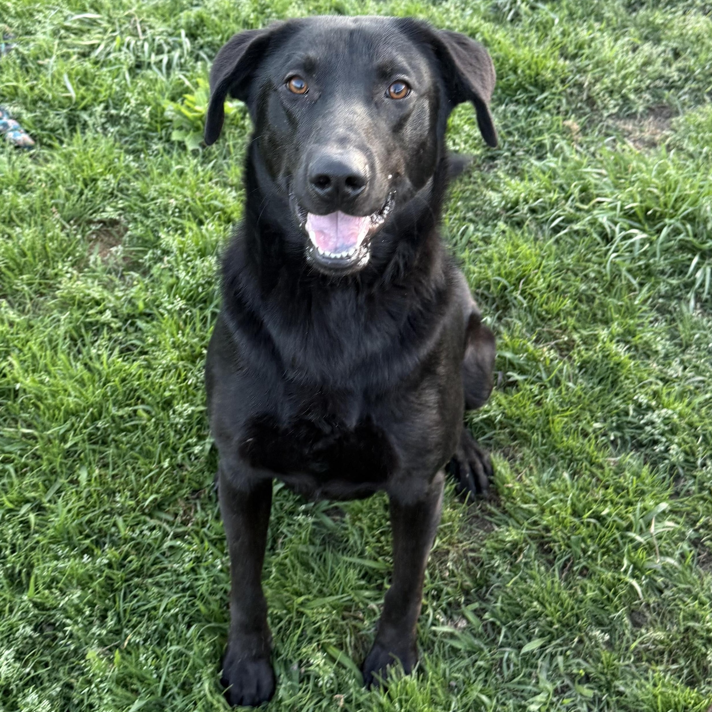 Dog for adoption - Pepe, a Black Labrador Retriever Mix in Denver, CO ...