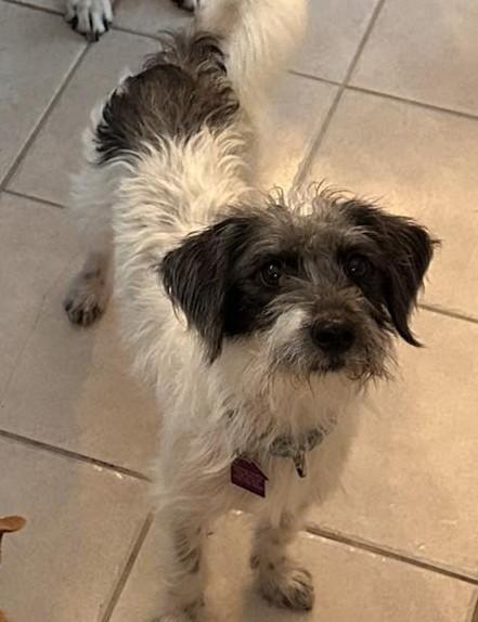 Dog for adoption - Oreo, a Terrier Mix in Ellicott City, MD | Petfinder