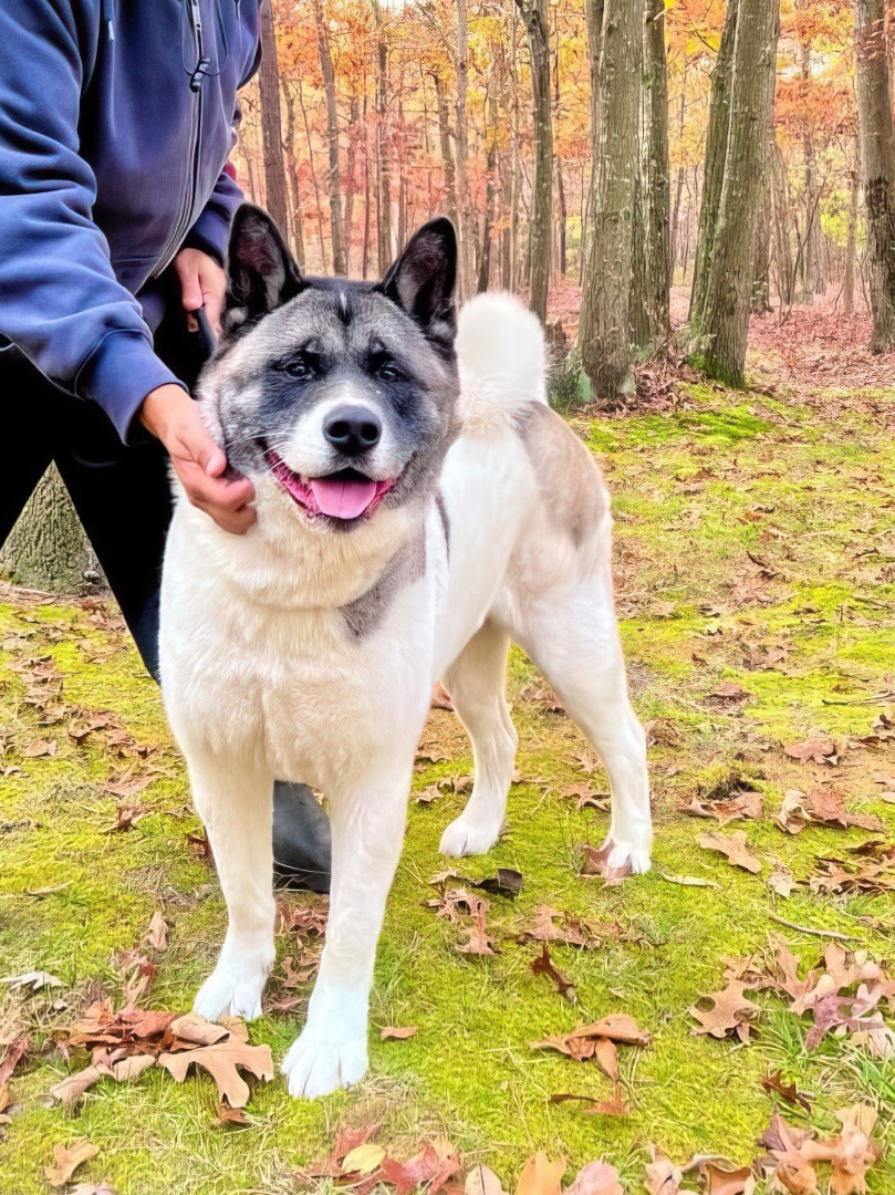 Big East Akita Rescue