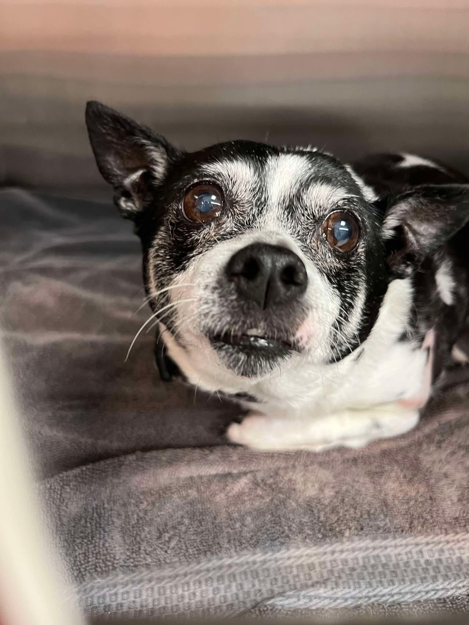 Dog for adoption - Sammy, a Chihuahua in Greenville, SC | Petfinder