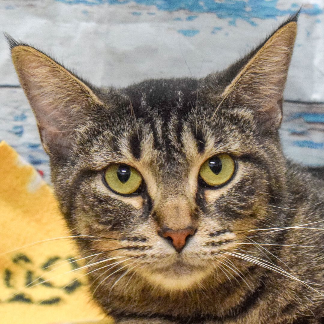 Cat for adoption - Liberty, a Tabby & Domestic Short Hair Mix in Huntley, IL | Petfinder