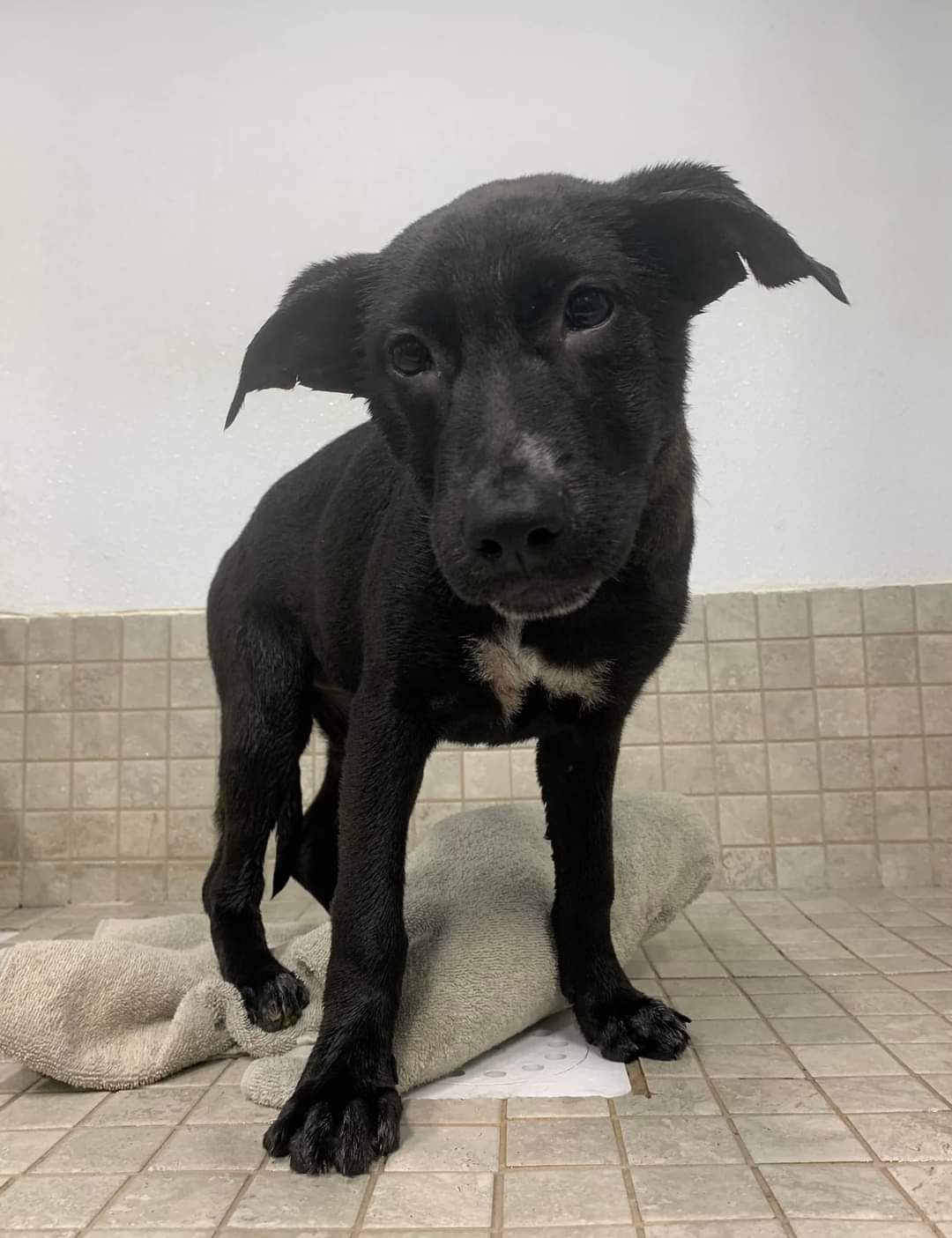 Dog for adoption - Waylin, a Labrador Retriever & Shepherd Mix in ...