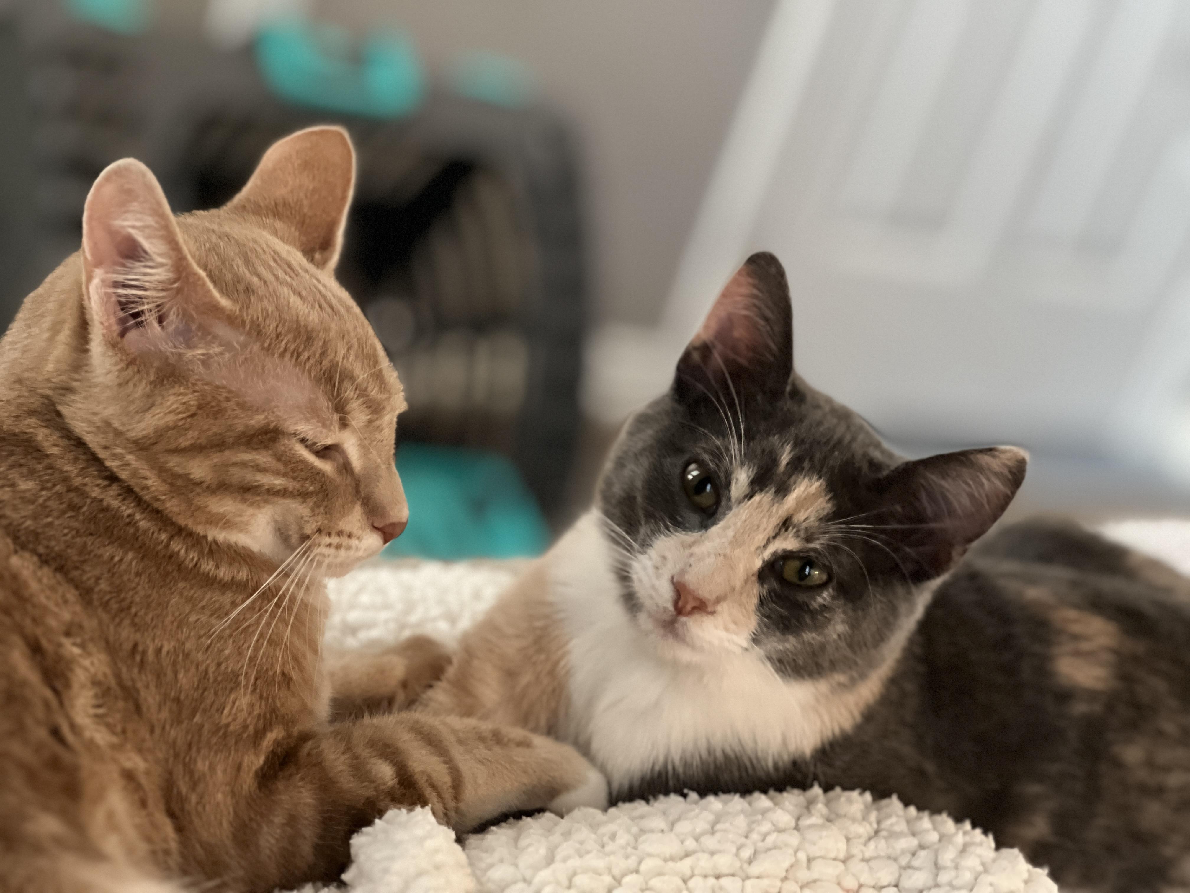 Cat for adoption - Lulu & Boaz, a Dilute Calico & Domestic Short Hair ...
