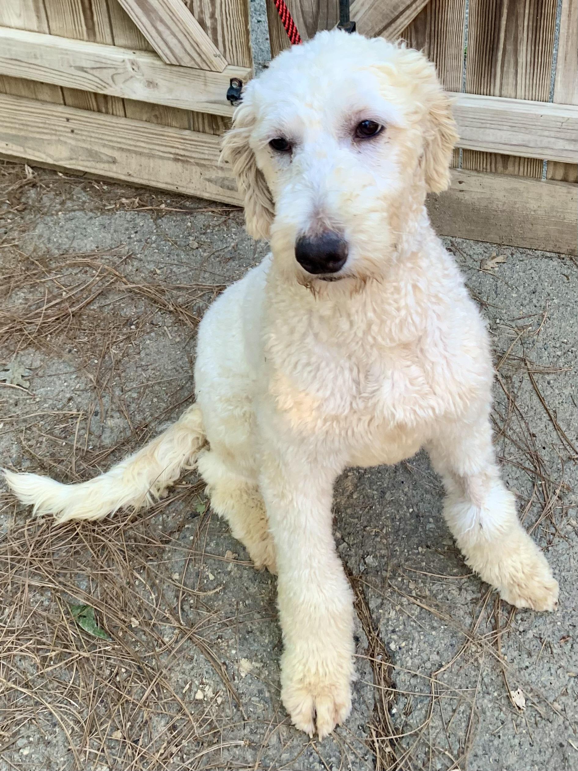 Dog for adoption - Bea, a Standard Poodle Mix in Richmond, VA | Petfinder