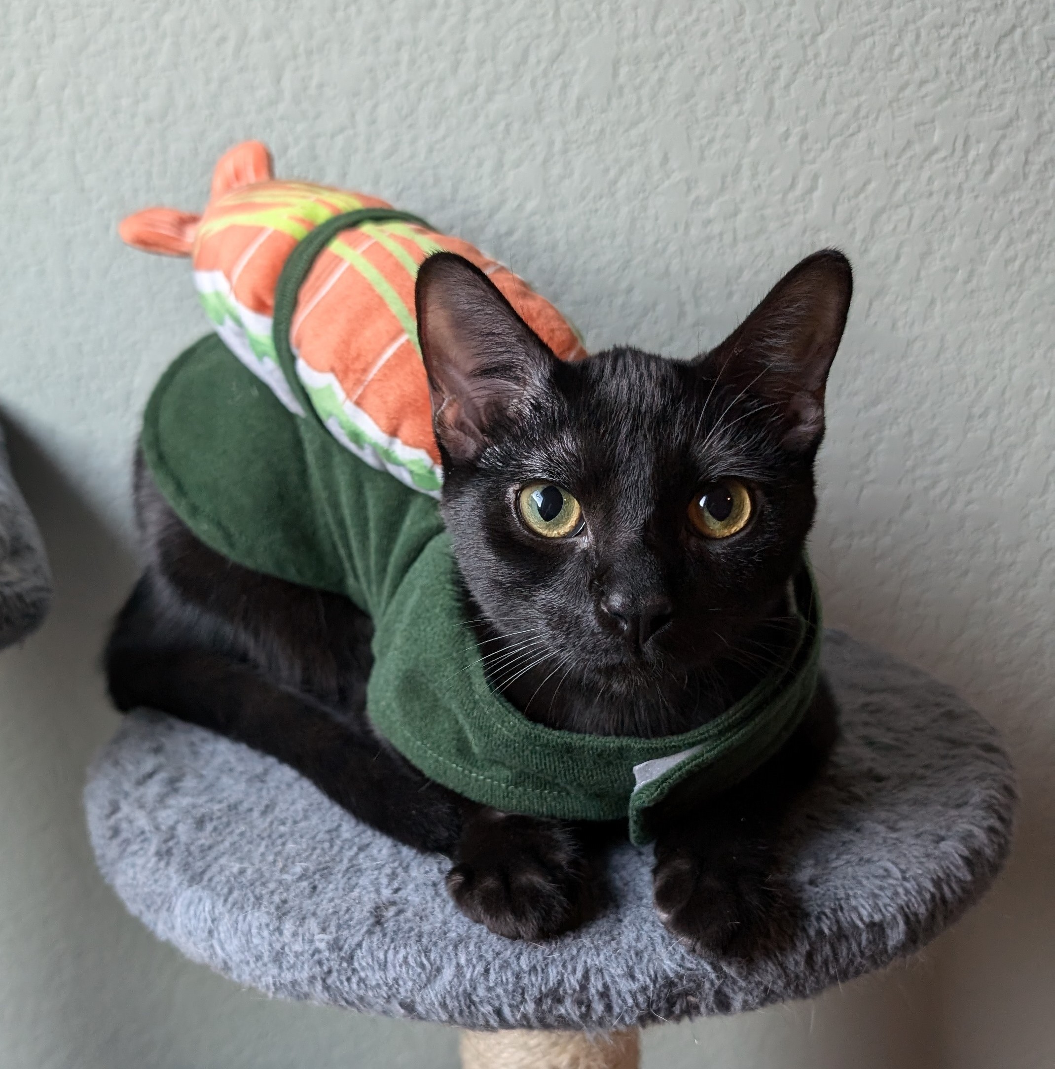 Cat for adoption - Sassafras, a Domestic Short Hair in Pittsburgh, PA ...