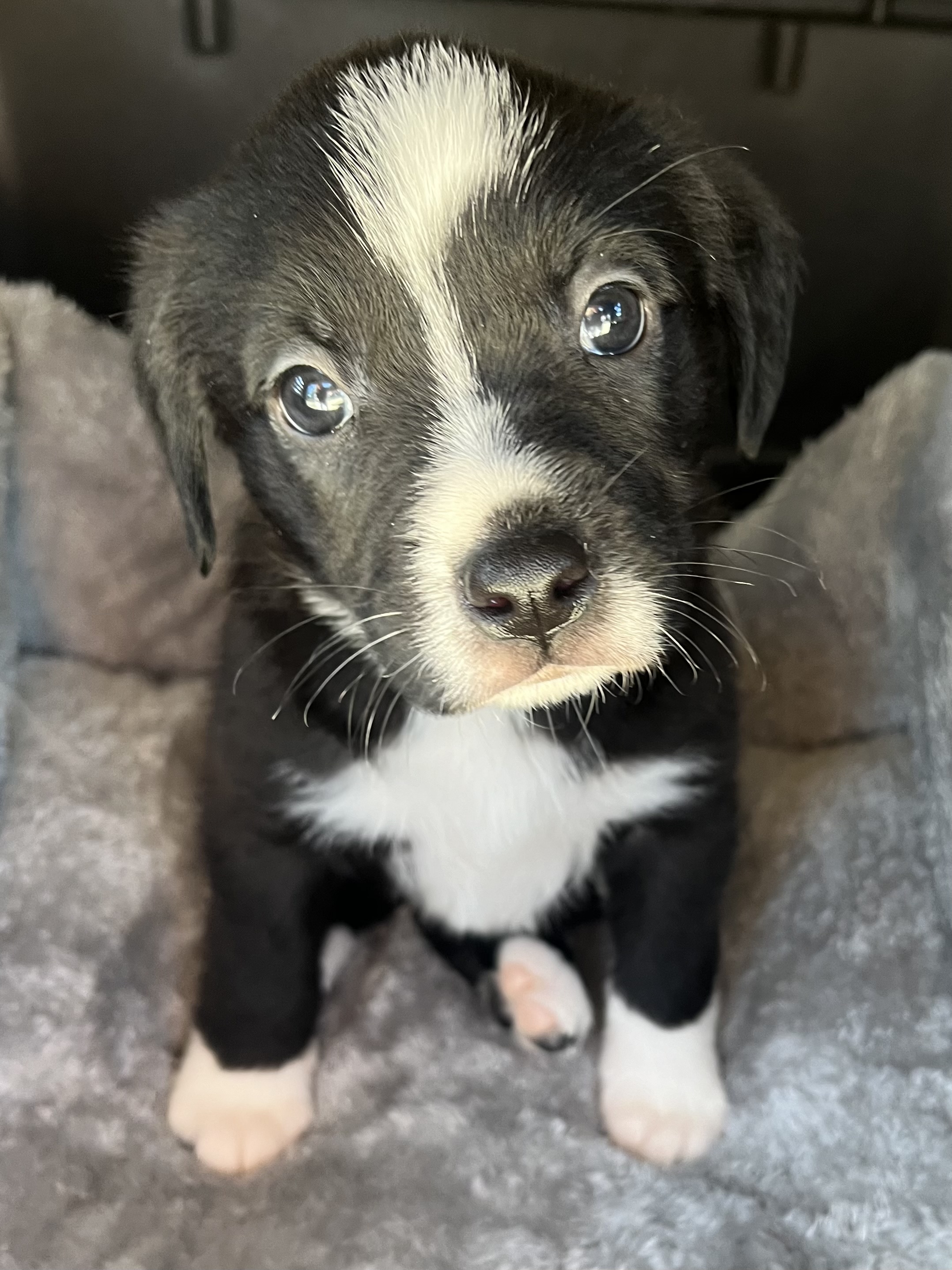 Dog for adoption - Pebbles, a Border Collie Mix in Atlanta , GA | Petfinder