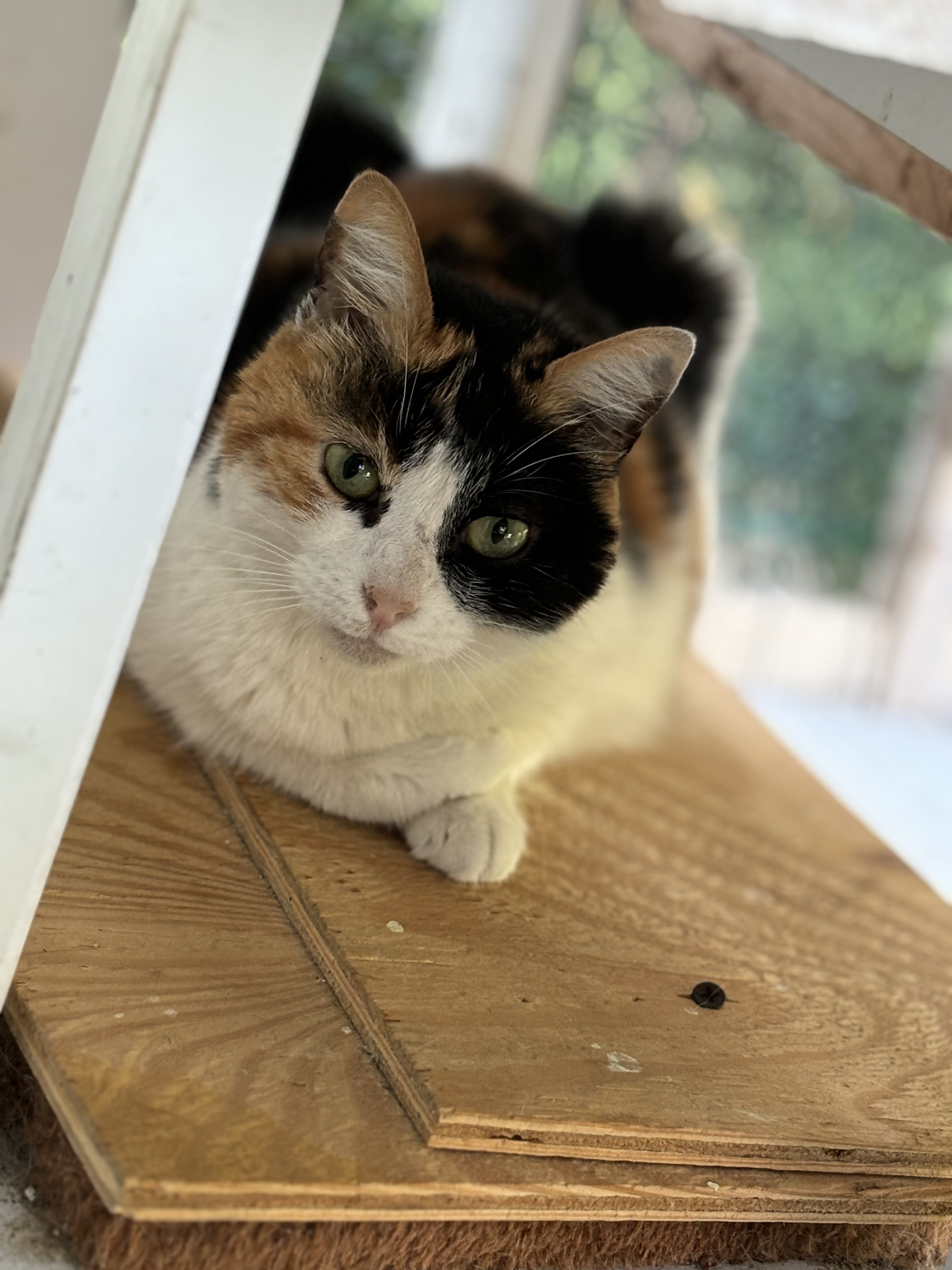 Cat for adoption - ELSA, a Domestic Short Hair in Pittsburgh, PA ...