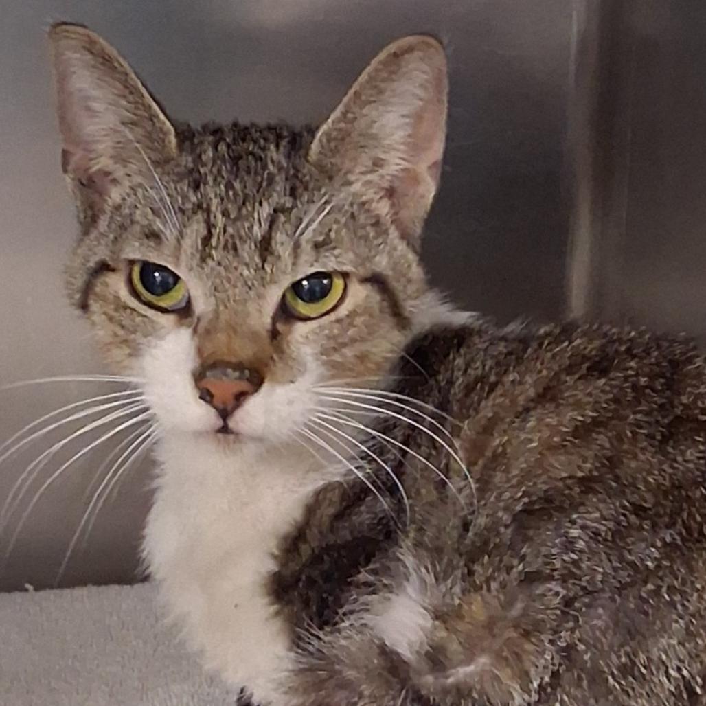 Adopt Mikko in Allentown | Domestic Short Hair cat | Buddy