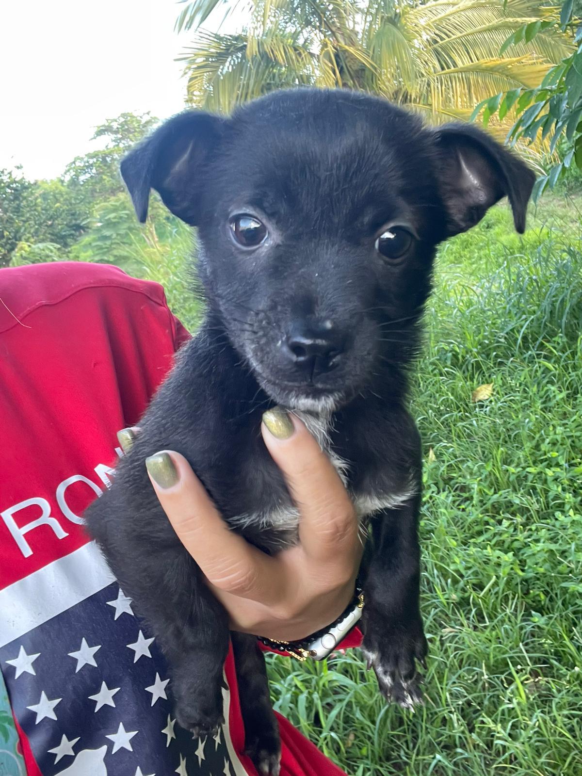 Dog for adoption - Astra, a Mixed Breed in Warwick, RI | Petfinder