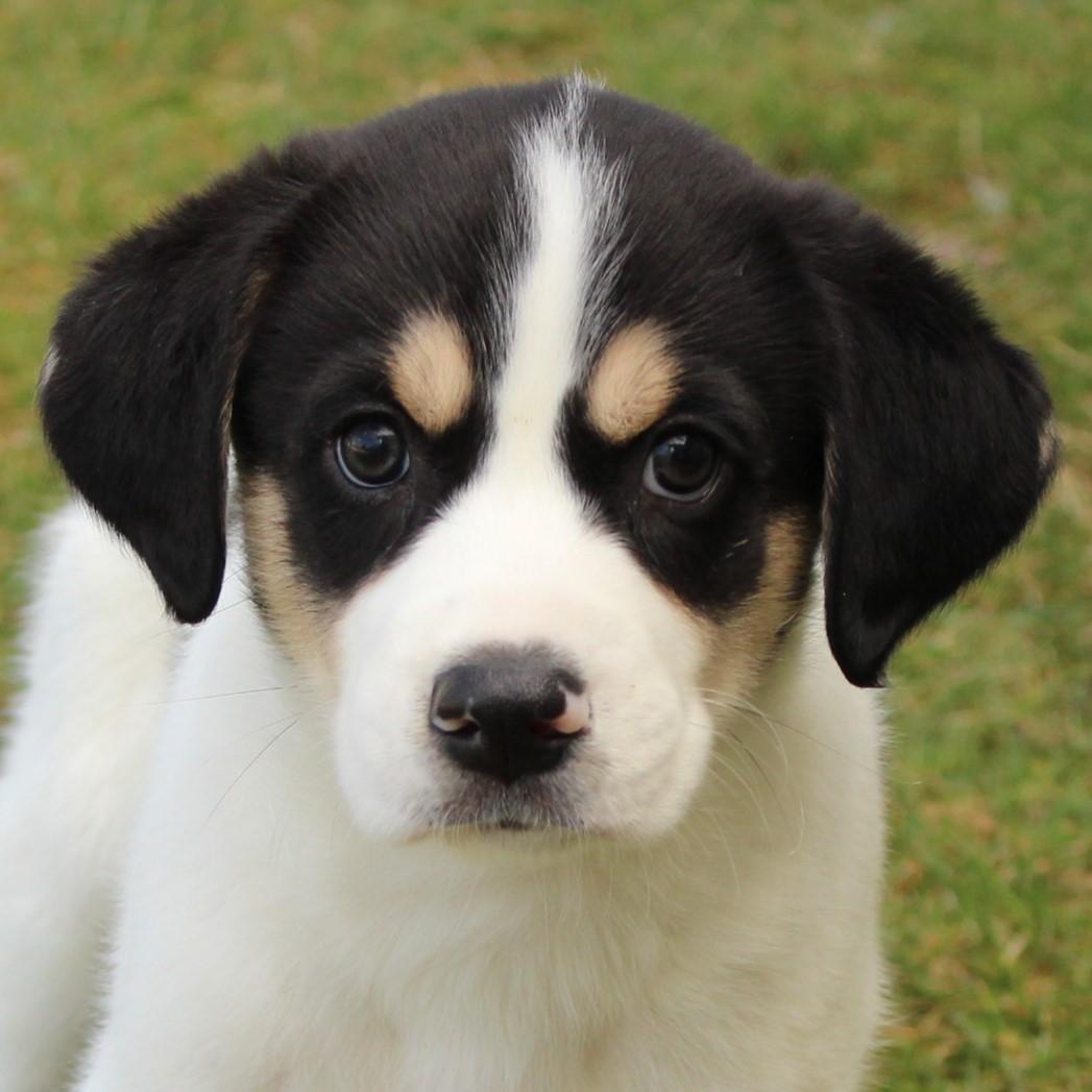 Dog for adoption - Lucian, a Hound Mix in Eaton, OH | Petfinder