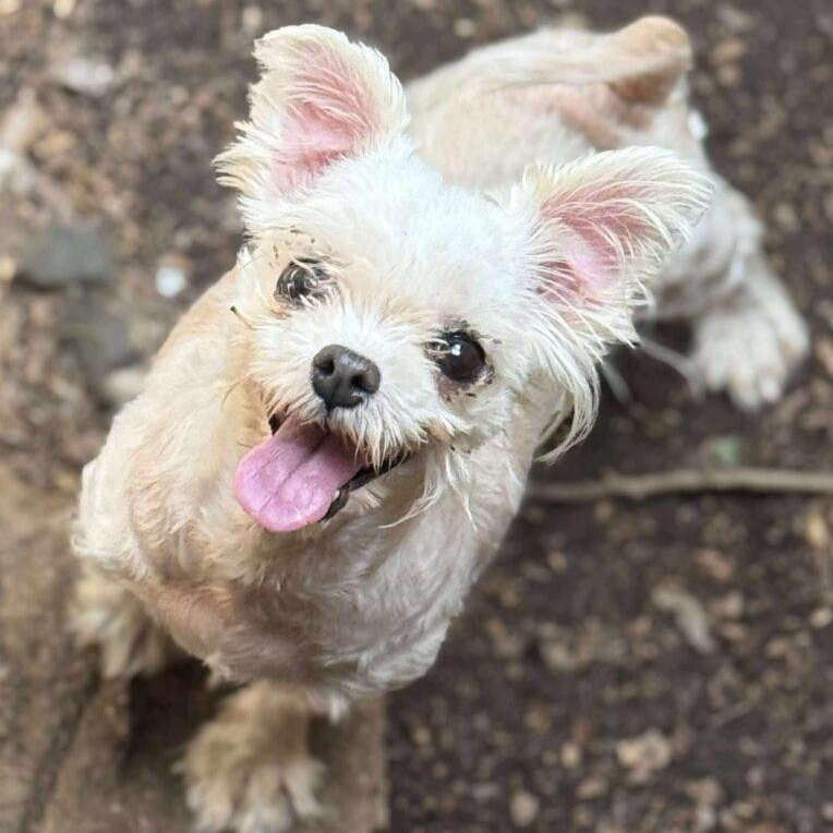 Dog for adoption - Pumpkin, a Yorkie Poo Mix in Red Hook, NY | Petfinder