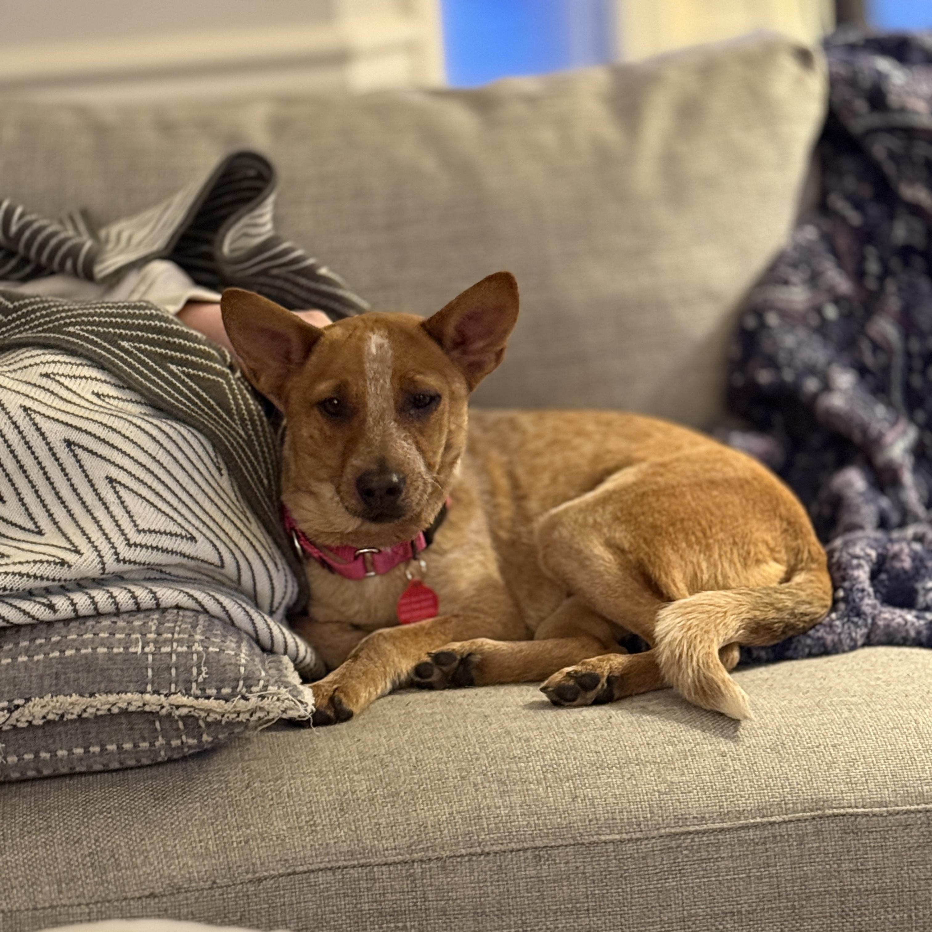 Dog for adoption - Scout, an Australian Cattle Dog / Blue Heeler in ...