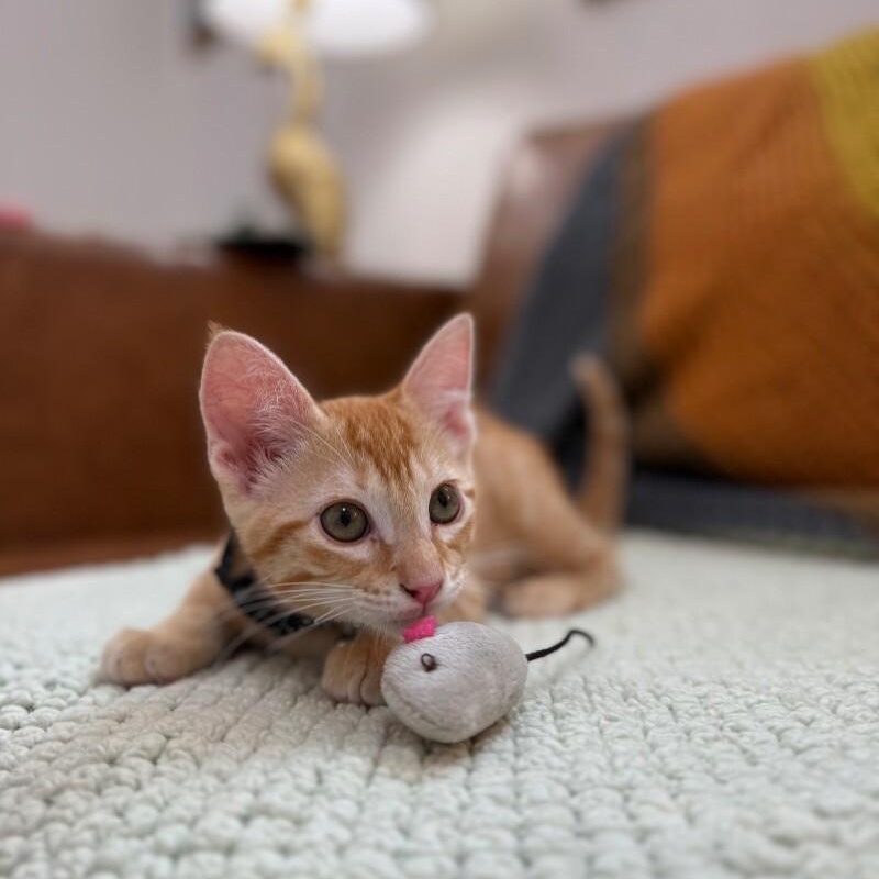 Cat for adoption - Australia Ray, a Domestic Short Hair & Tabby Mix in ...