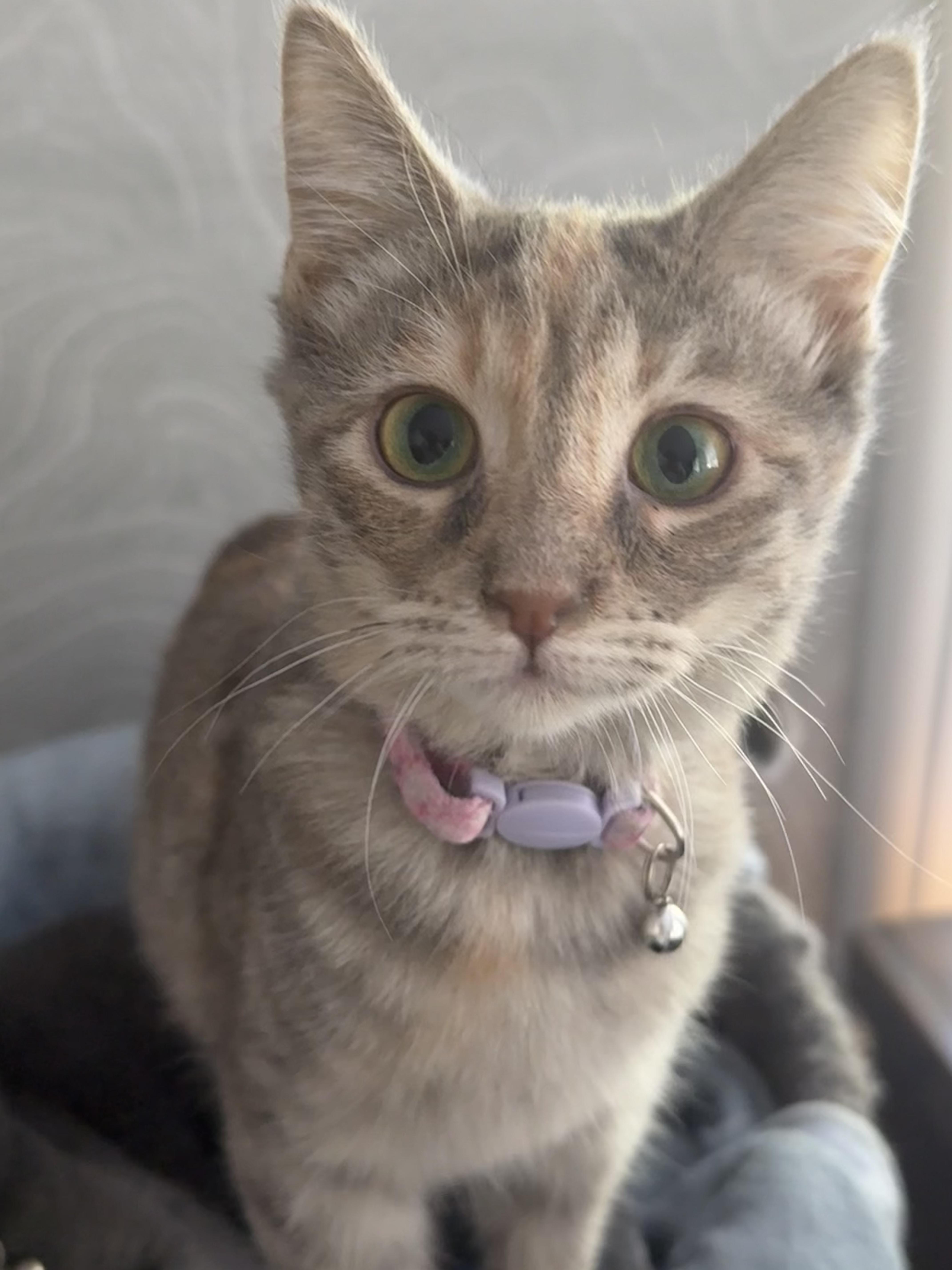 Cat for adoption - Katsu & Kiri (Bonded Sisters), a Domestic Short Hair in Brea, CA | Petfinder