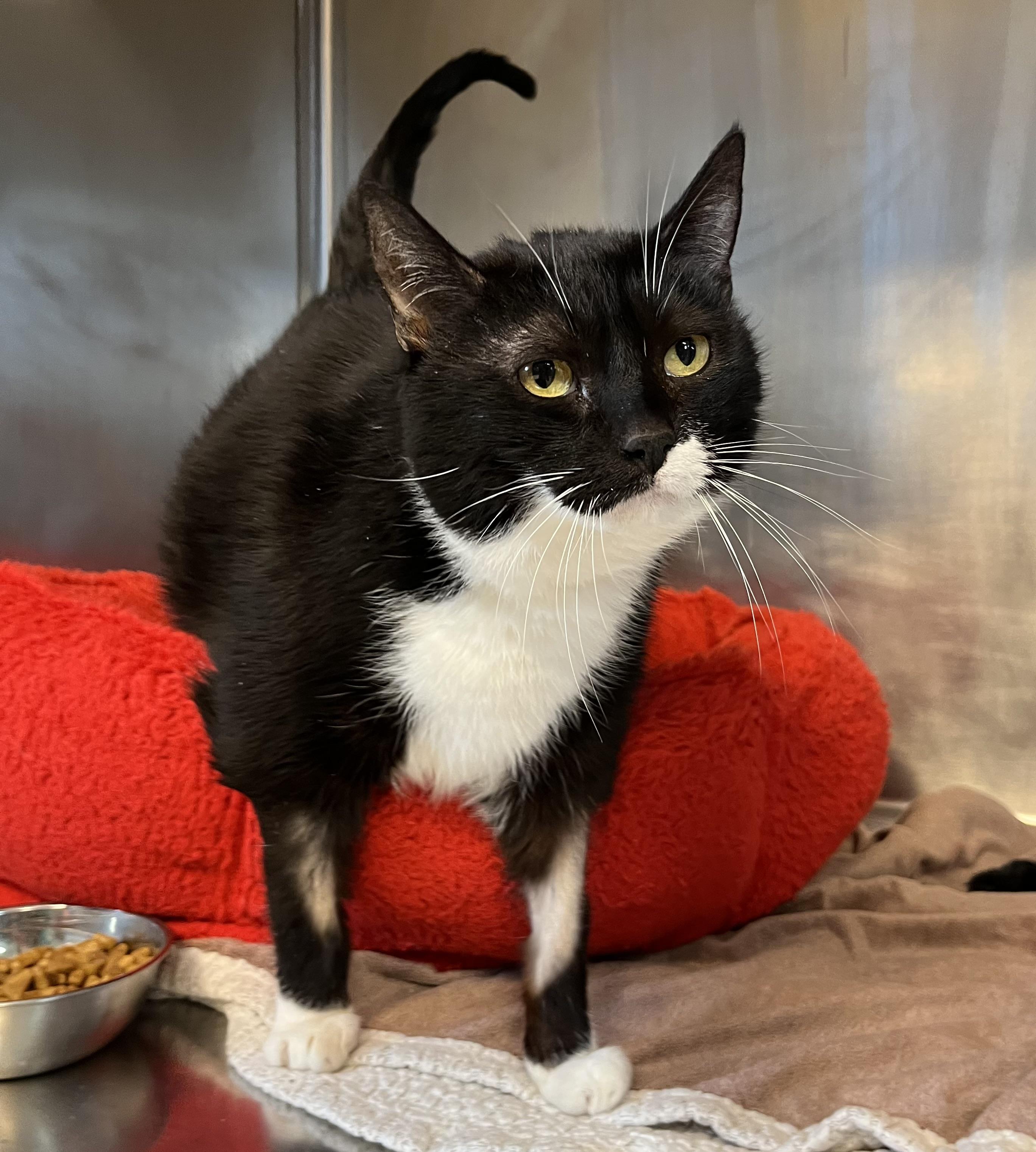 Cat for adoption - Sophie, a Domestic Short Hair in Seville, OH | Petfinder