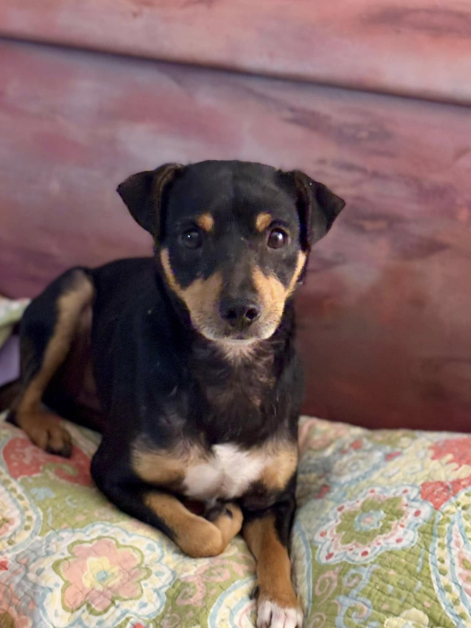 Dog for adoption - Gump, a Rat Terrier & Manchester Terrier Mix in ...