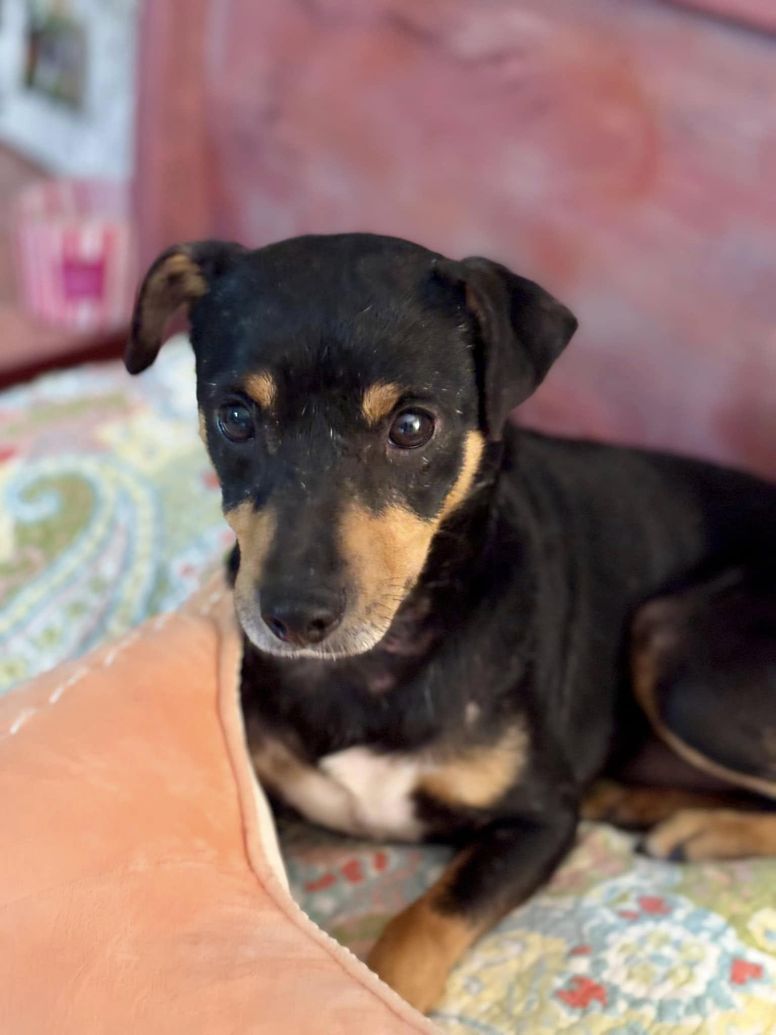 Dog for adoption - Gump, a Rat Terrier & Manchester Terrier Mix in ...