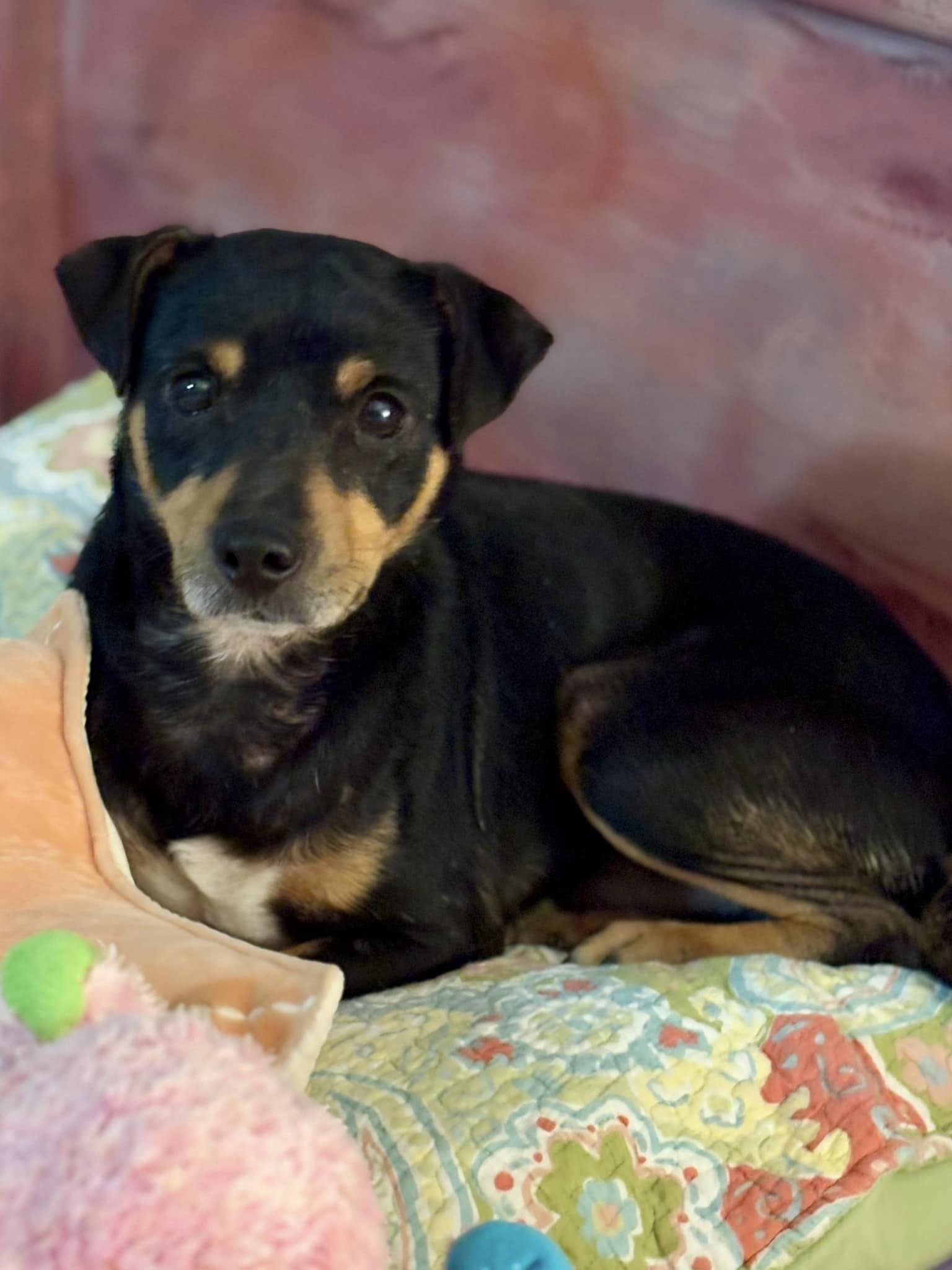 Dog for adoption - Gump, a Rat Terrier & Manchester Terrier Mix in ...