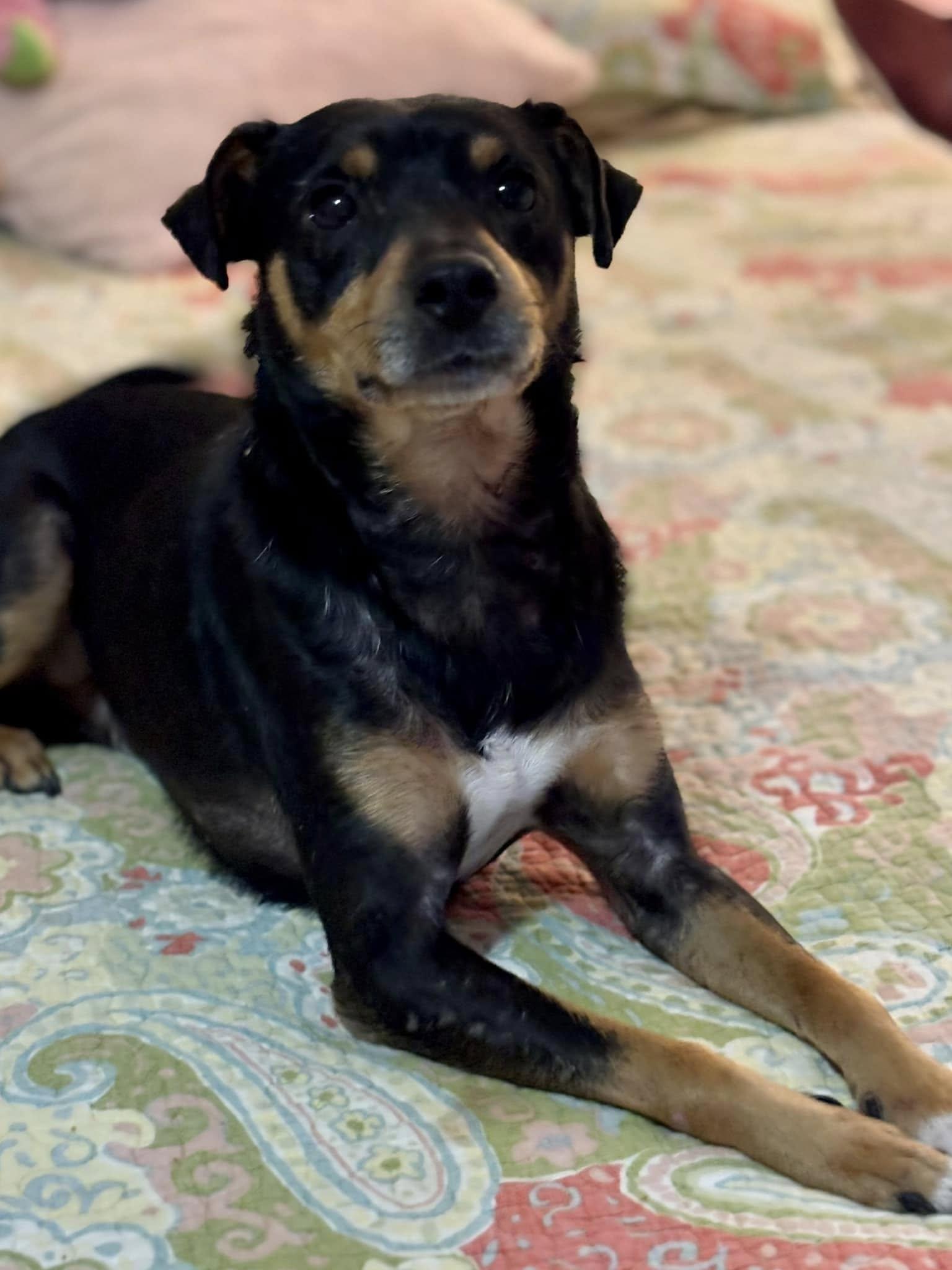 Dog for adoption - Gump, a Rat Terrier & Manchester Terrier Mix in ...