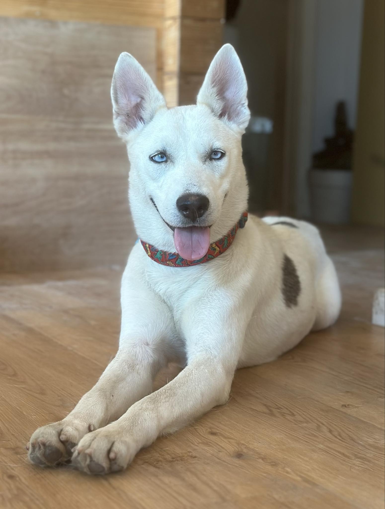 Dog for adoption - Cercis, a Husky & Shepherd Mix in Stockport, OH ...