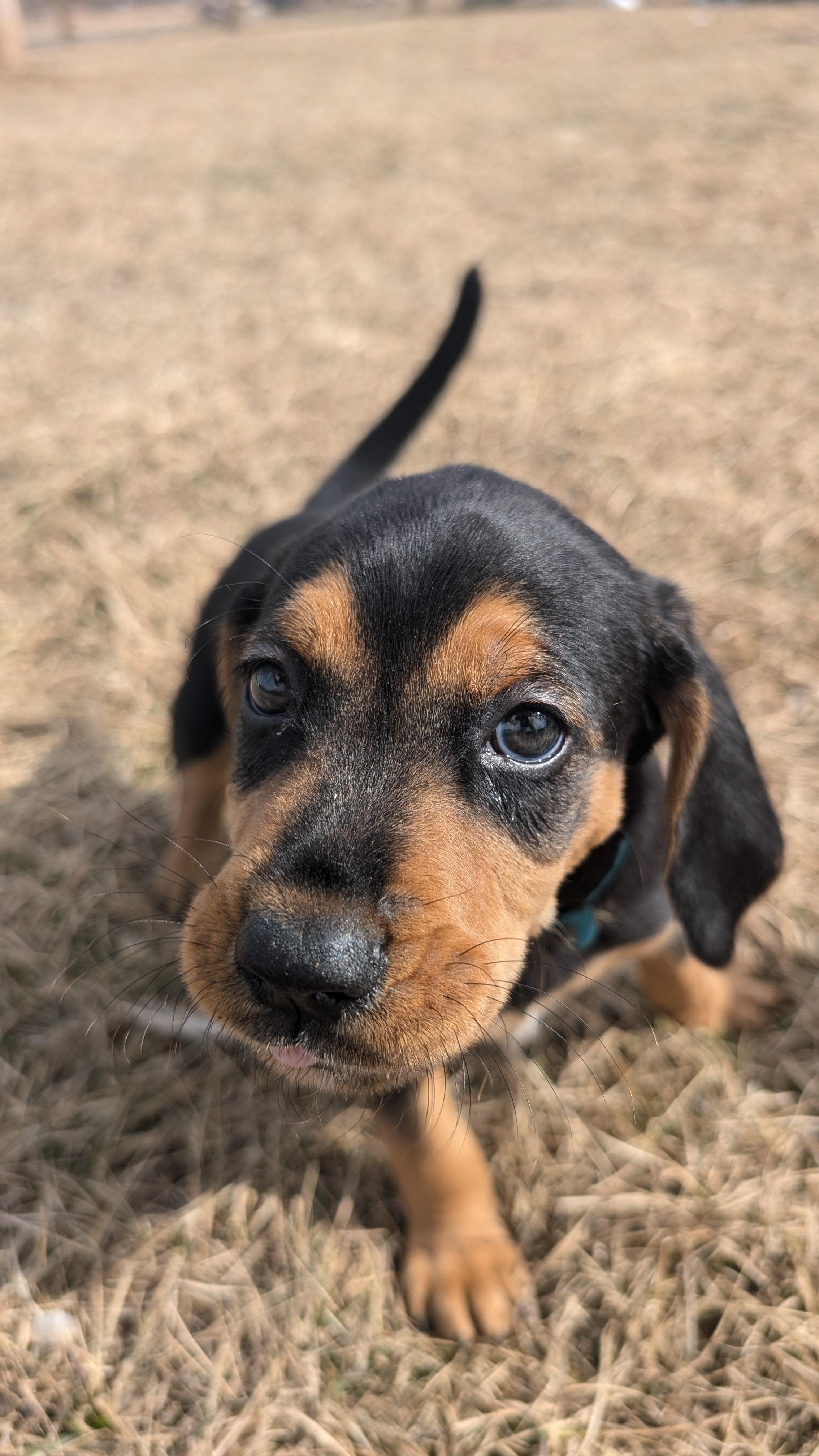 Dog for adoption - Sherman, a Beagle & Australian Shepherd Mix in ...