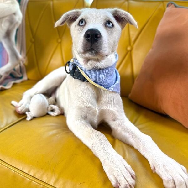 Dog for adoption - Blaze Caney Dalton, a Labrador Retriever & Husky Mix ...
