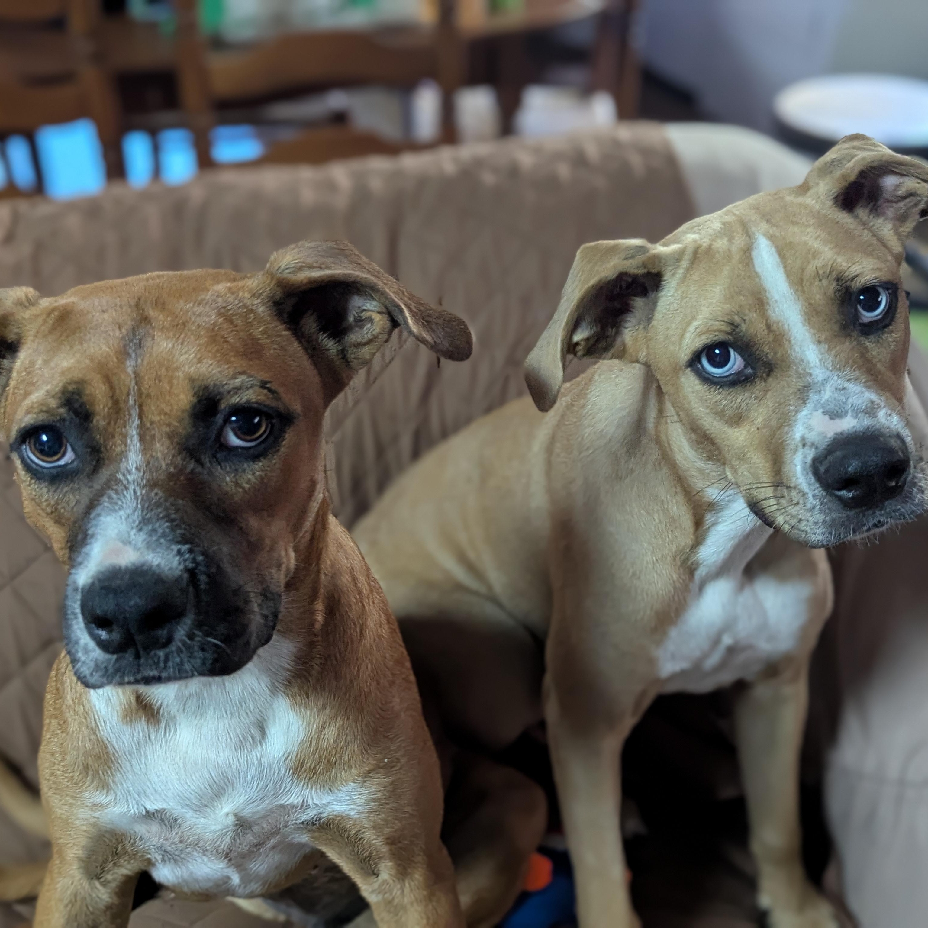 Dog for adoption - Lucy, a Catahoula Leopard Dog & Boxer Mix in Fond Du ...