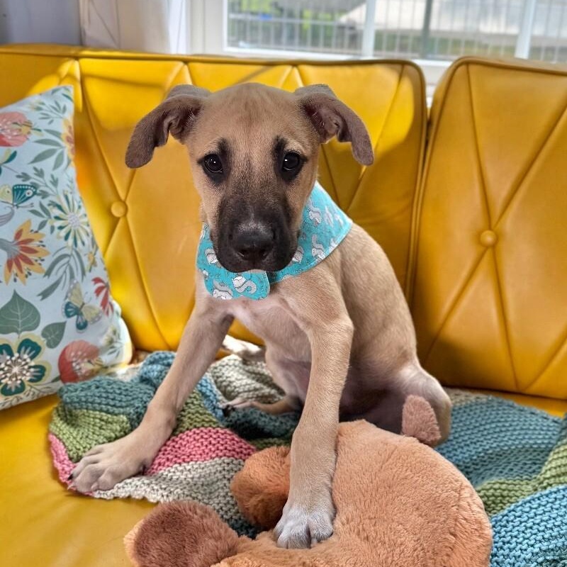 Dog for adoption - Baron Noble, a Pit Bull Terrier & Labrador Retriever ...