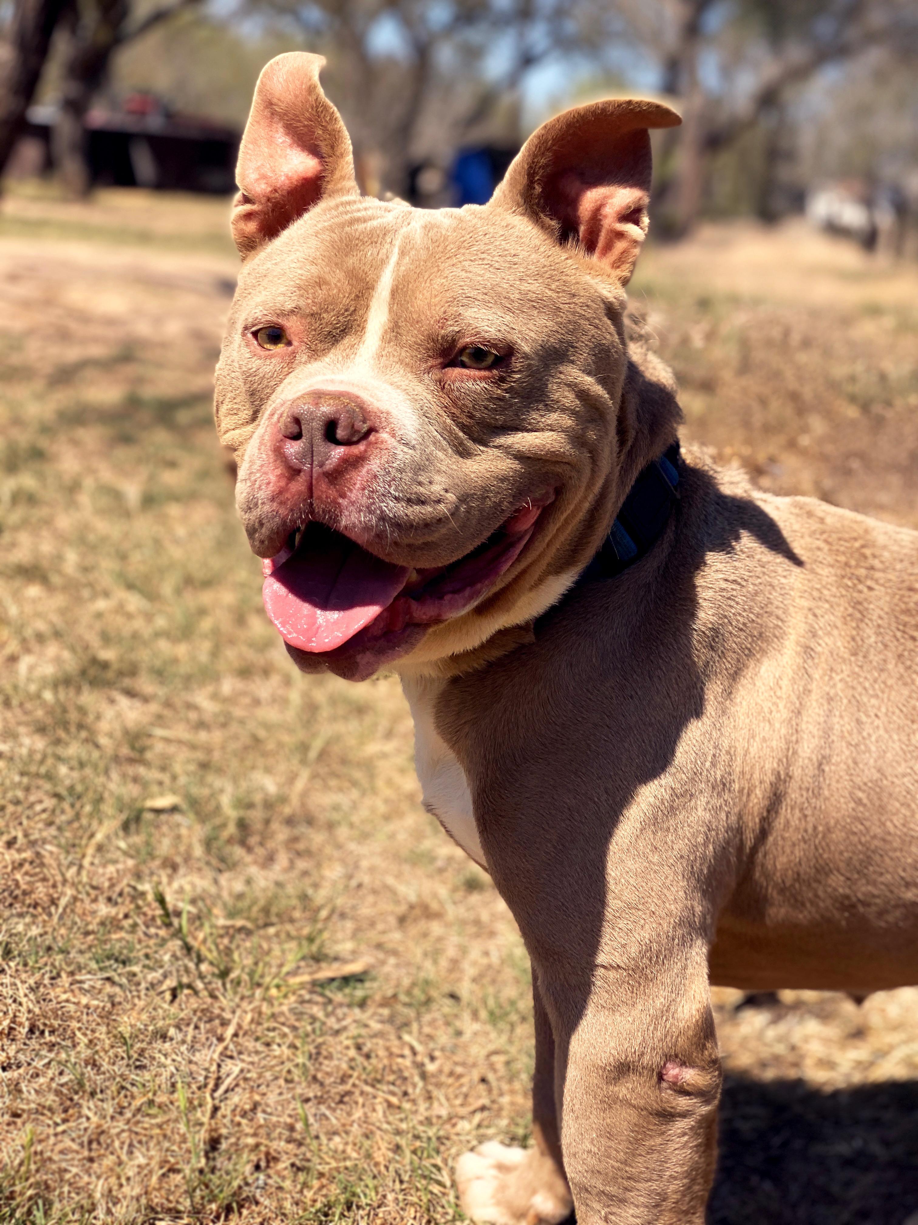 Dog for adoption - Benji, an American Bully & American Bulldog Mix in ...
