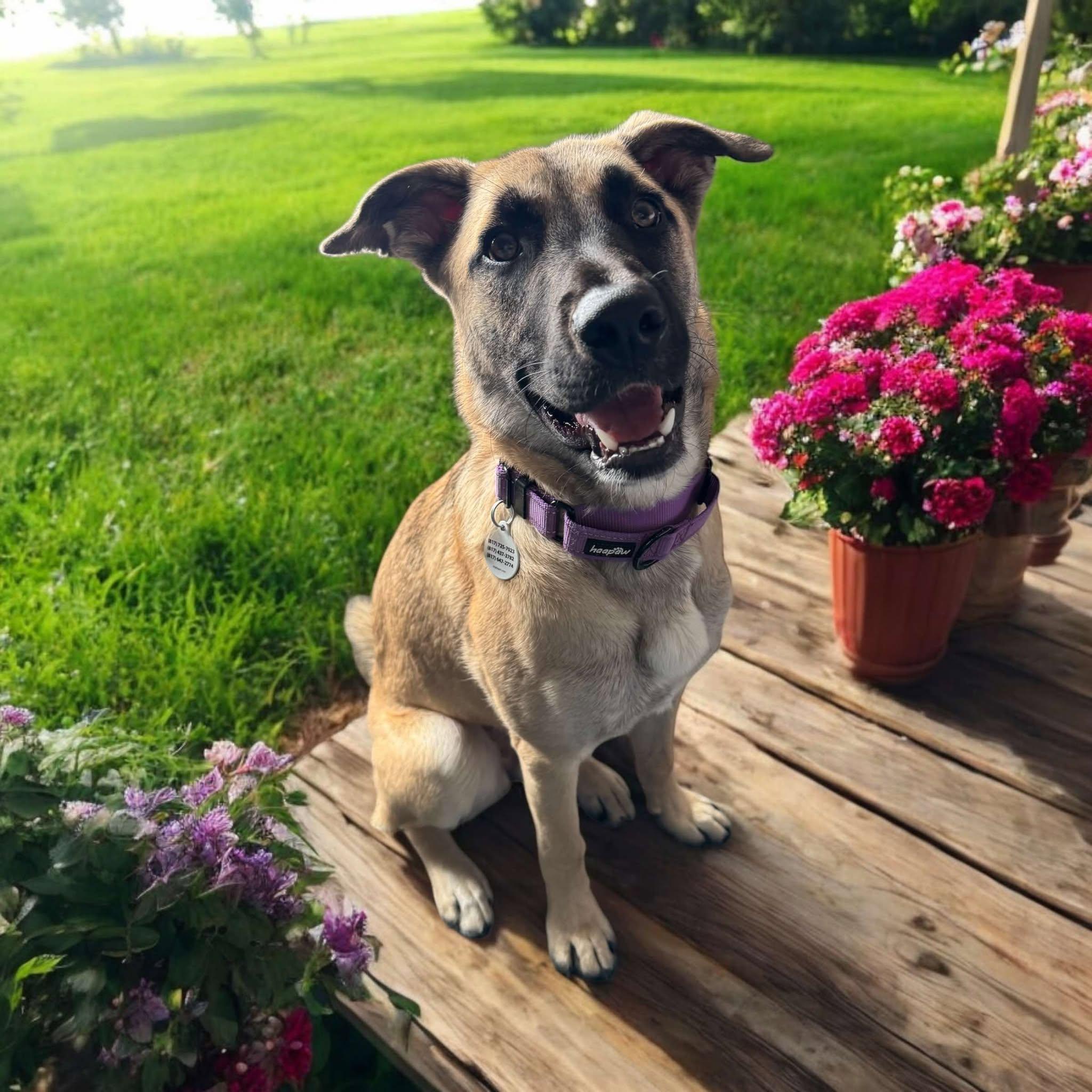 Dog for adoption - Ellie, a German Shepherd Dog Mix in Cleveland, OH ...