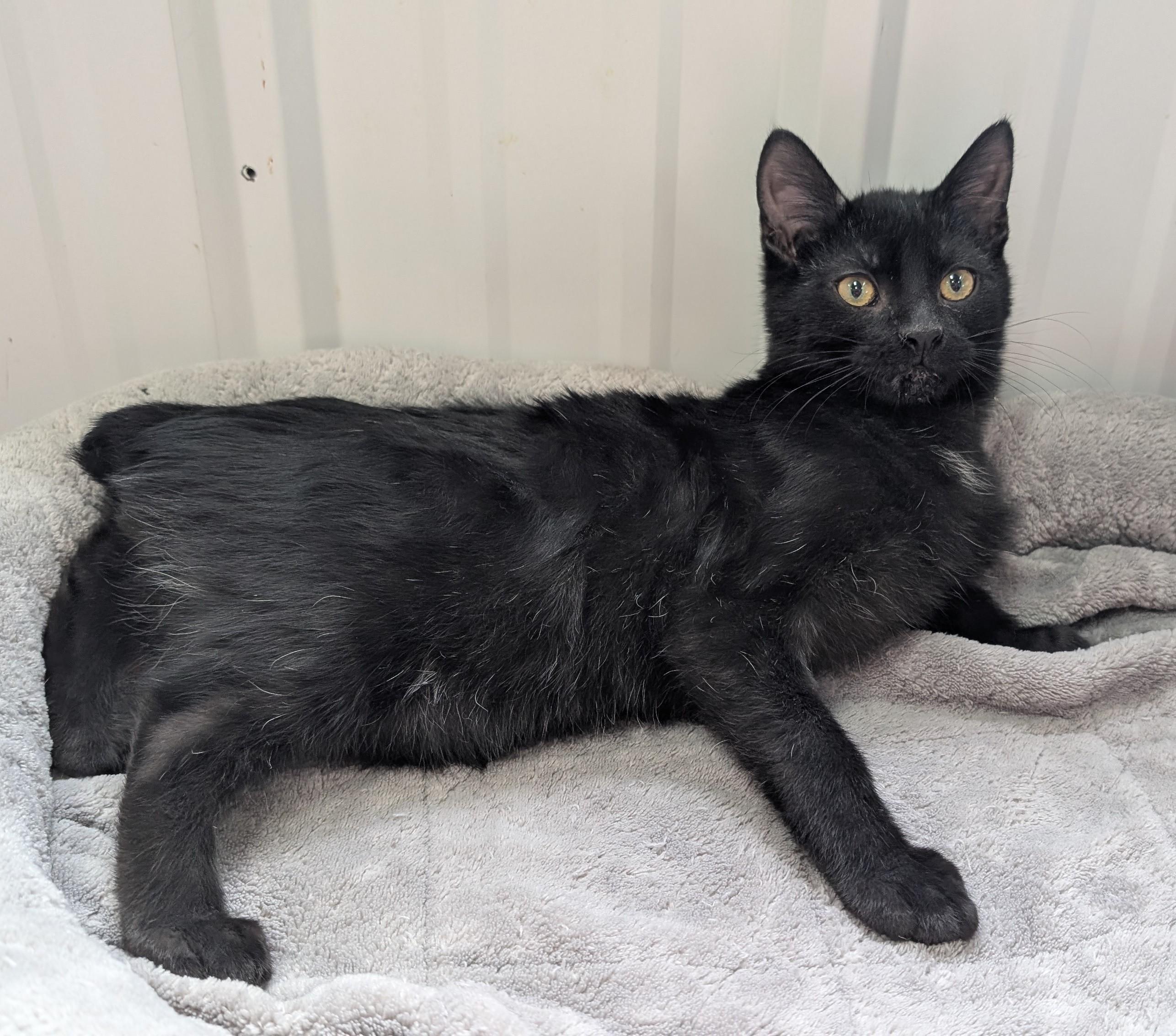 Cat for adoption - Thomas, a Domestic Short Hair in New Ulm, MN | Petfinder