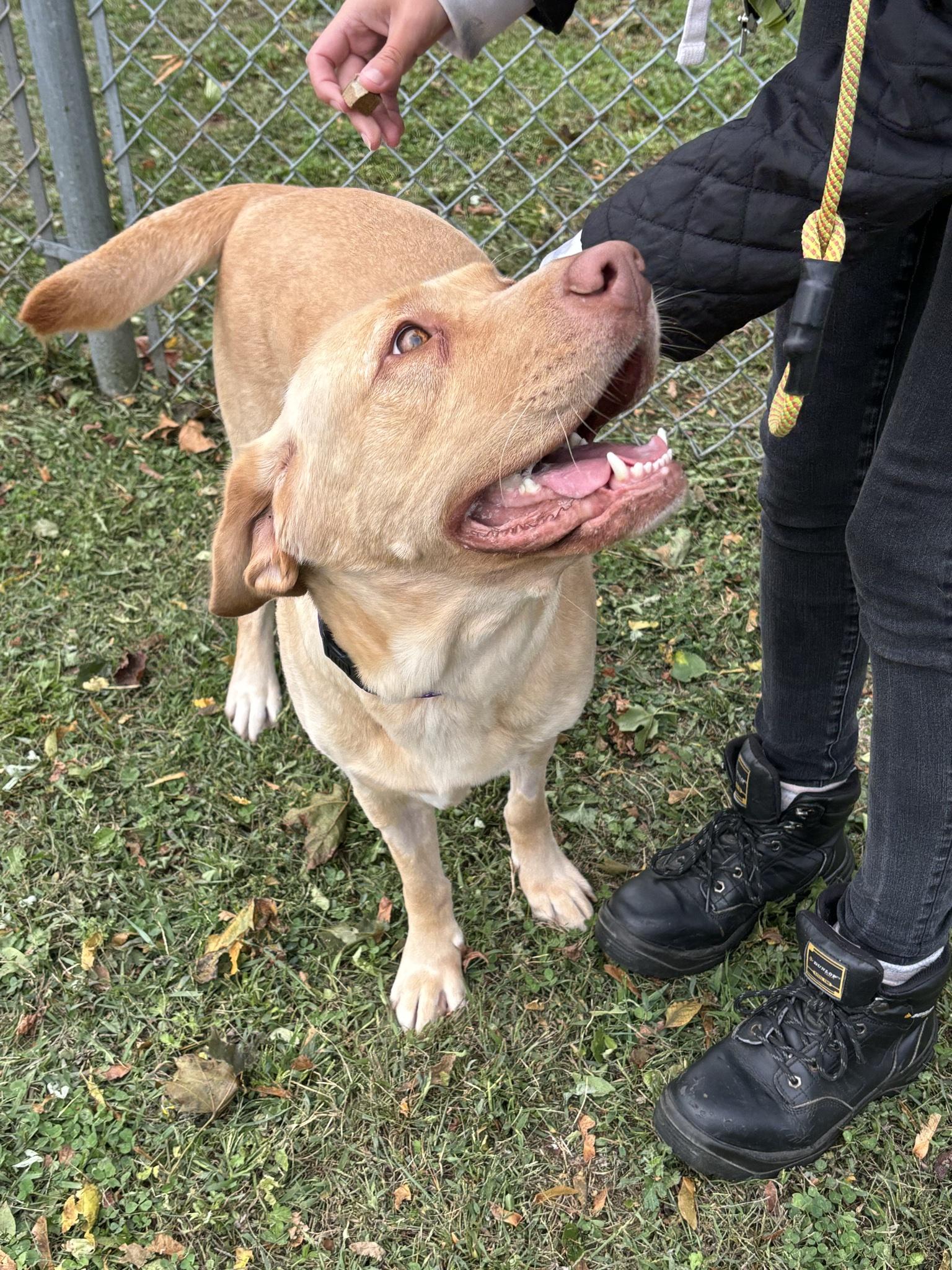 Butterscotch - Adoptable Pet | Petfinder | Petfinder