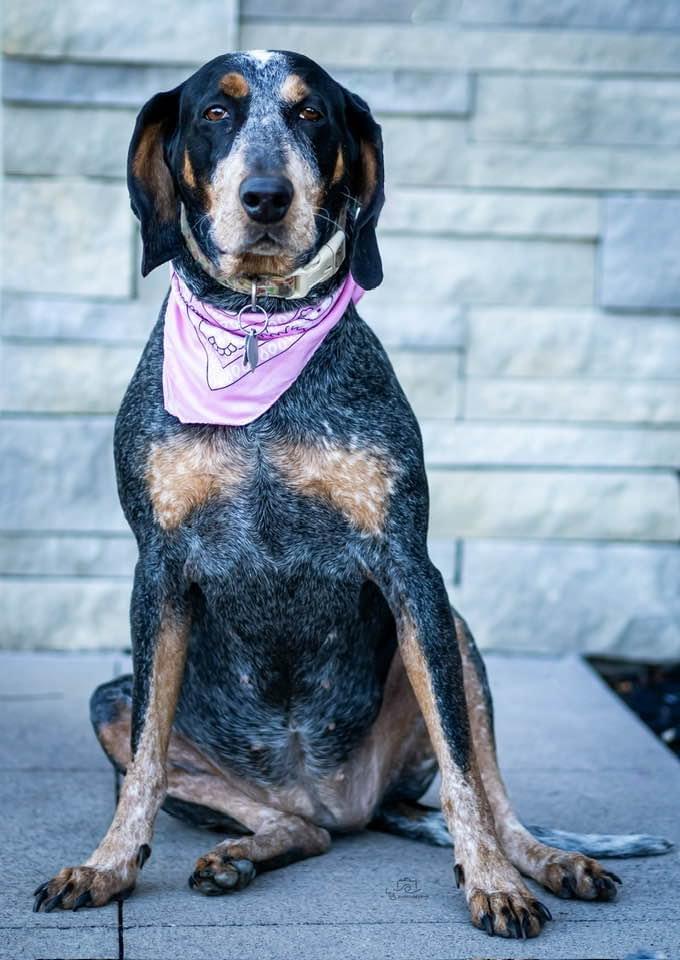 Dog for adoption - Knoxie, a Bluetick Coonhound in Sherman, CT | Petfinder