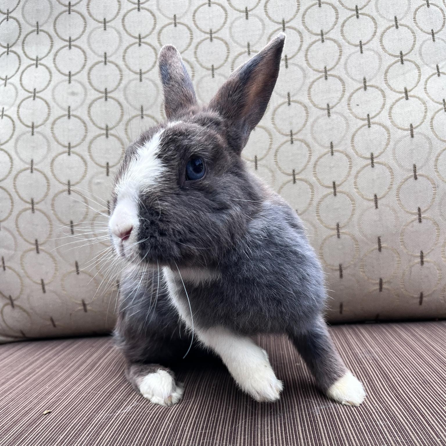Rabbit for adoption - Kaylo, a Dutch in Los Angeles, CA | Petfinder